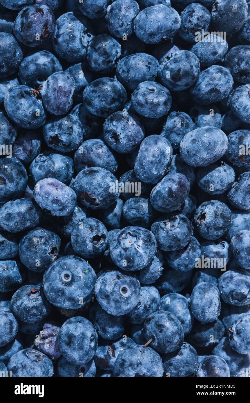 Texture of a fresh wild berry blueberries, selective focus Stock Photo ...