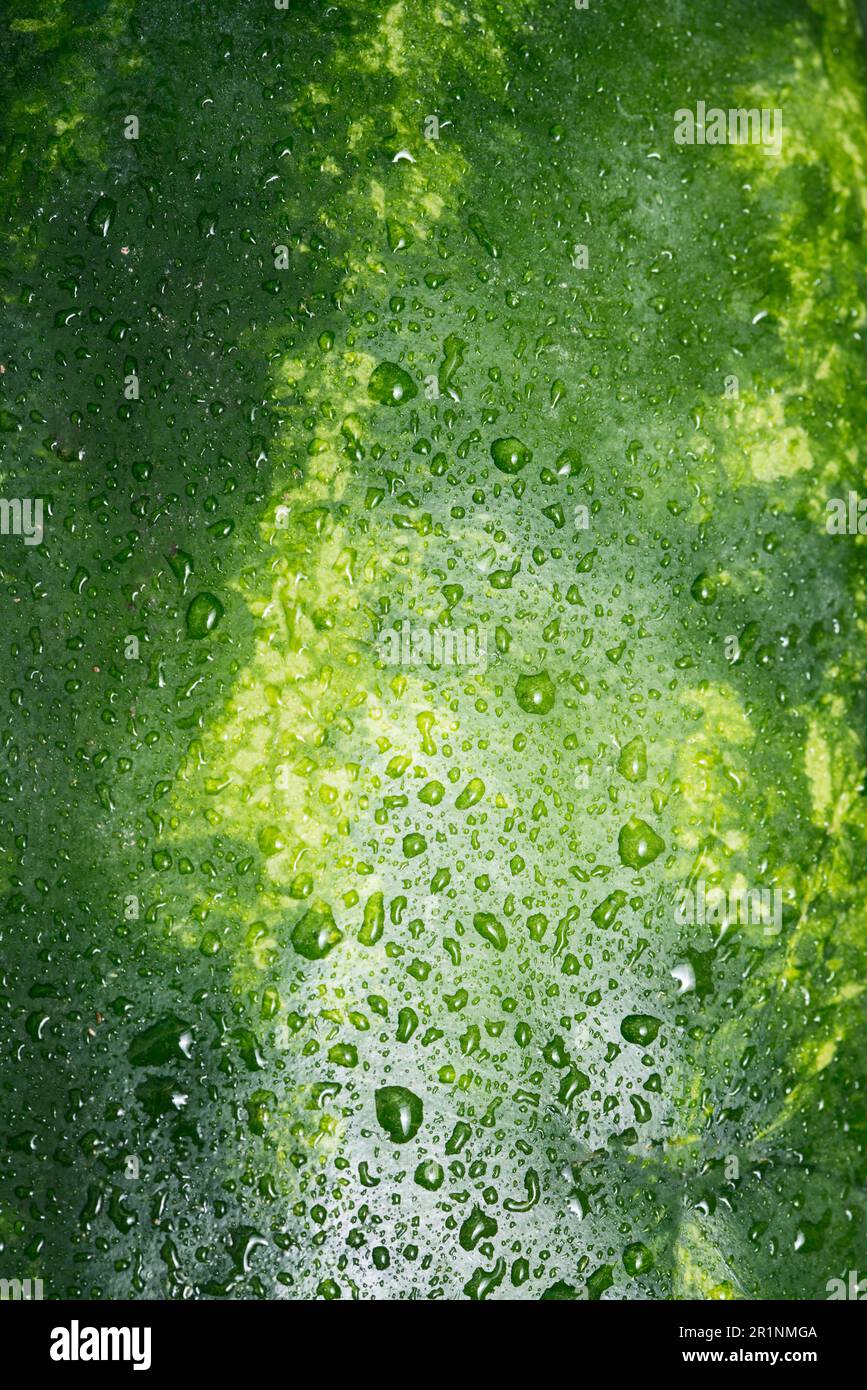 Watermelon texture hi-res stock photography and images - Alamy