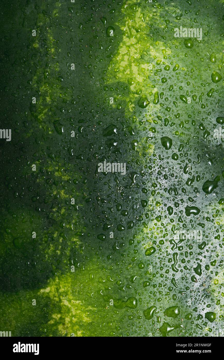 Detailed watermelon hi-res stock photography and images - Alamy