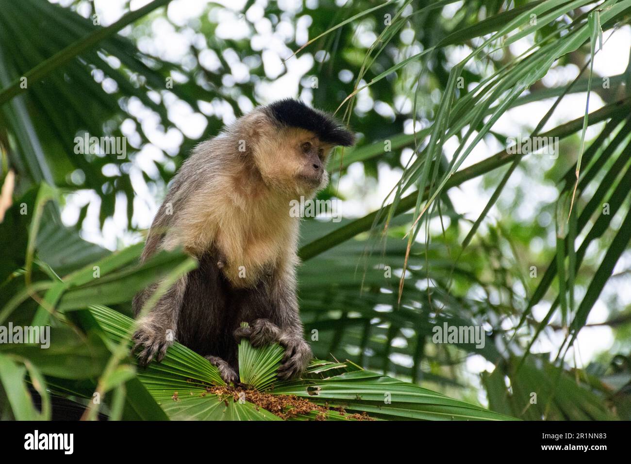 Capuchin monkey over big green tree leaves in Tijuca Park Stock Photo ...
