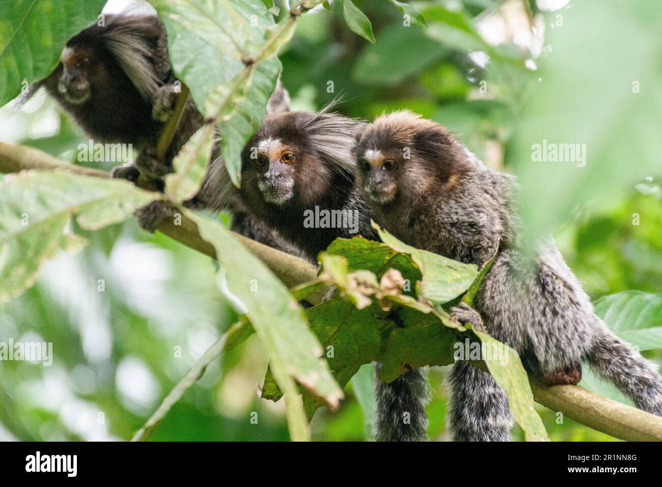 White-tufted-ear Marmoset (small monkeys) on atlantic rainforest tree ...