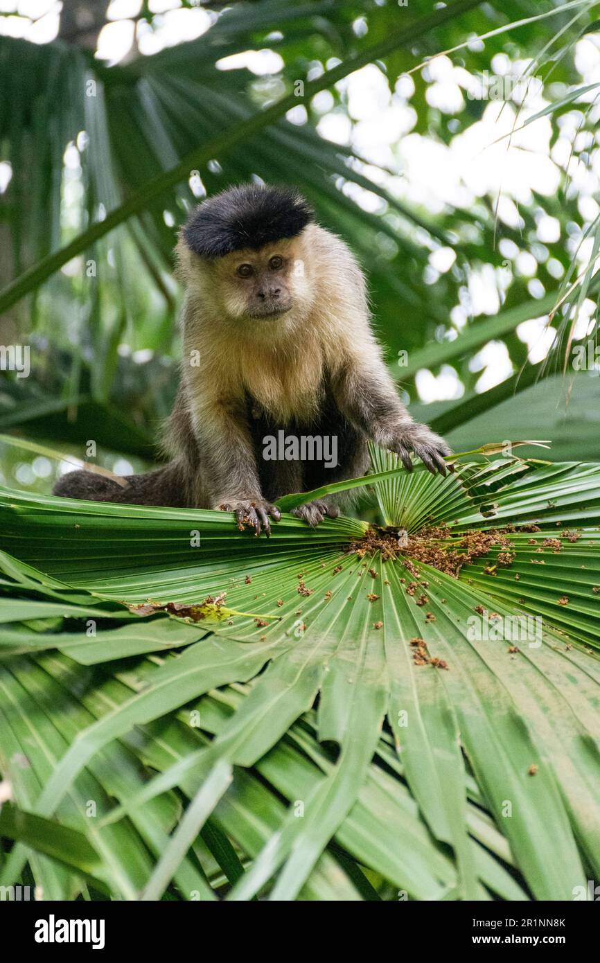 Capuchin monkey over big green tree leaves in Tijuca Park Stock Photo ...