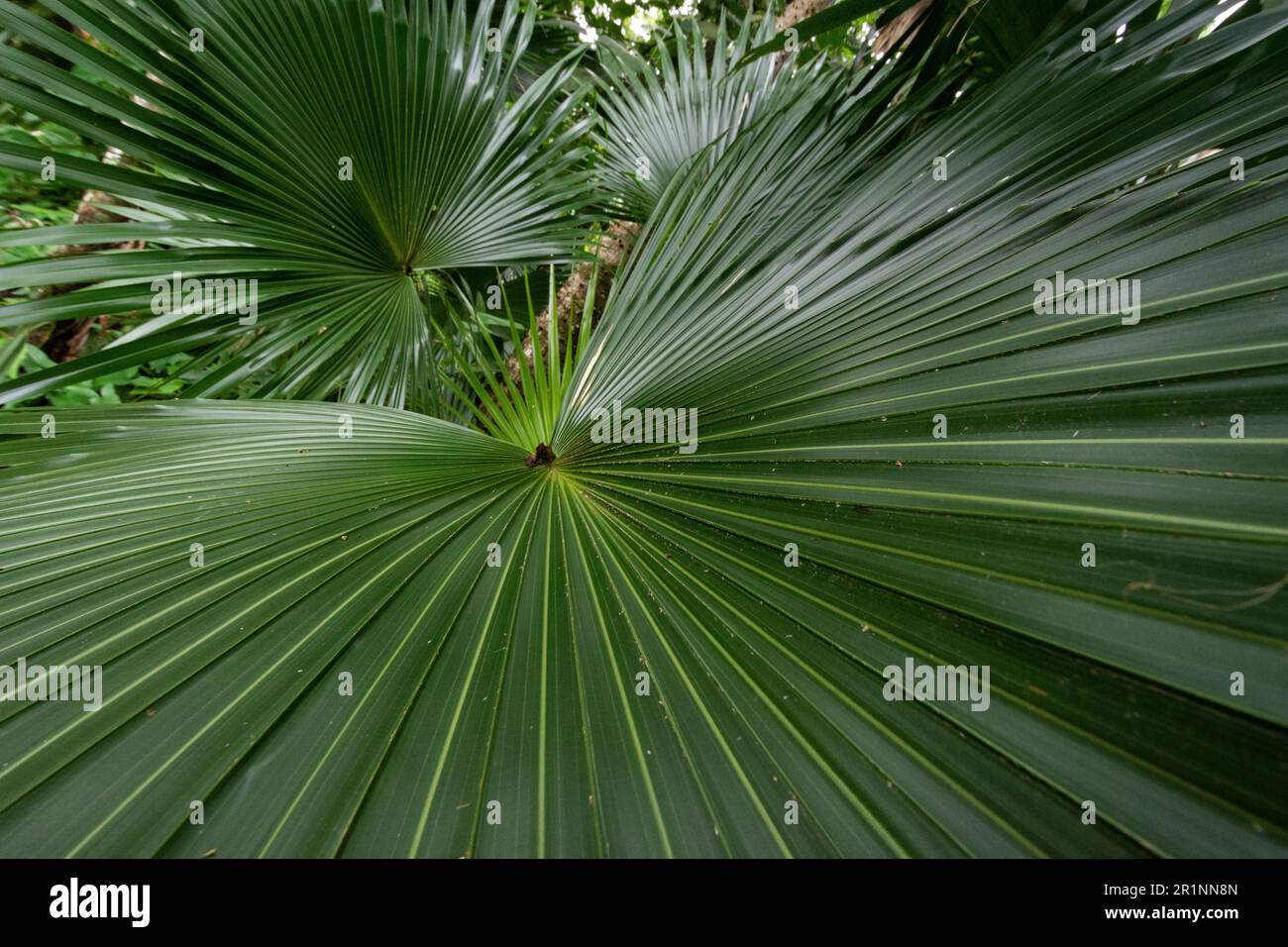 Detail of atlantic rainforest green vegetation in Tijuca Park Stock ...