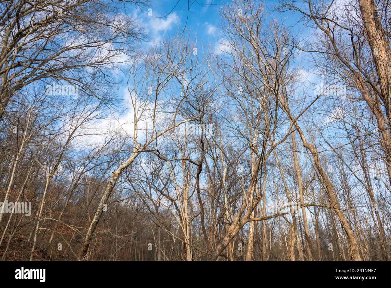 Rock Bridge Memorial State Park, State park in Missouri Stock Photo - Alamy