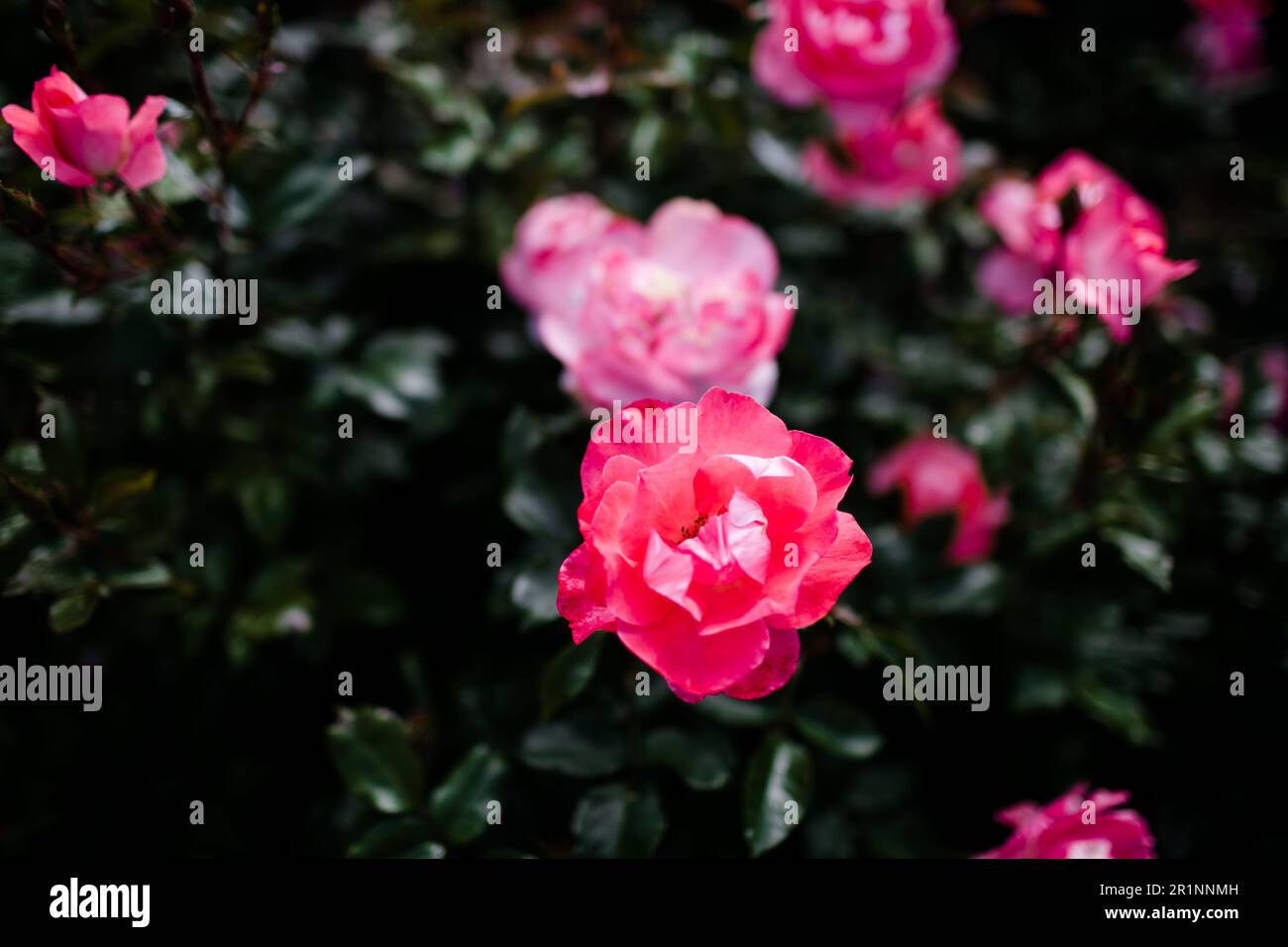 Parker rose garden hi-res stock photography and images - Alamy