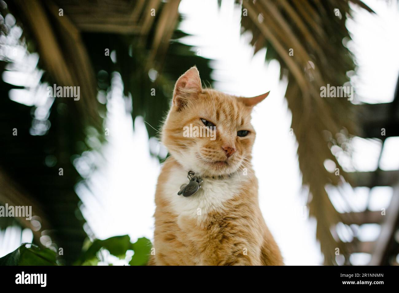 Orange Cat Sitting outside on Fence Stock Photo - Alamy