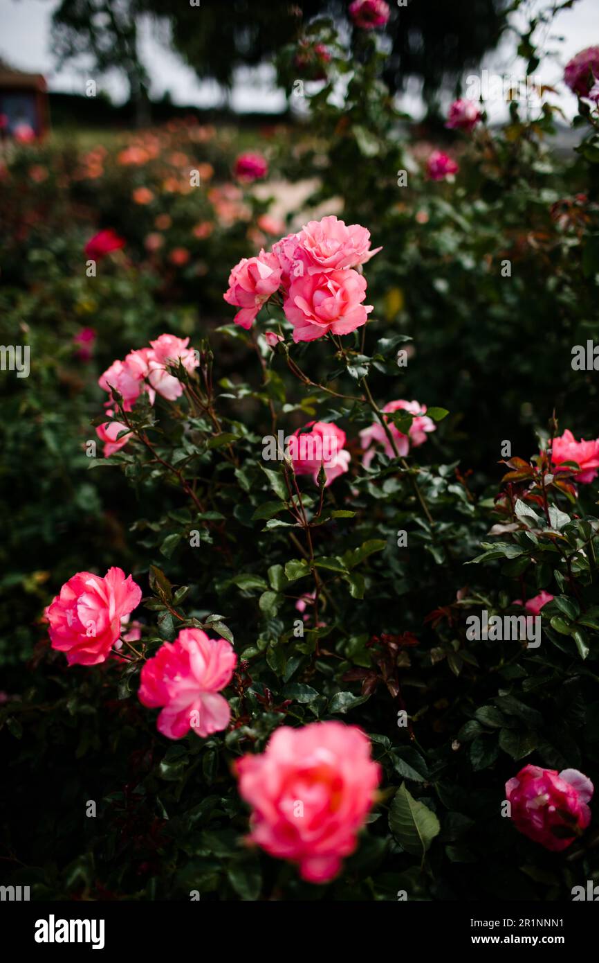 Pink Roses in Rose Garden Stock Photo - Alamy