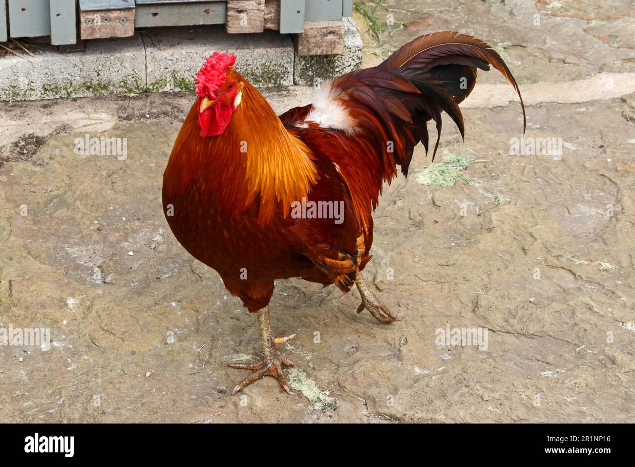 Marsh daisy hi-res stock photography and images - Alamy