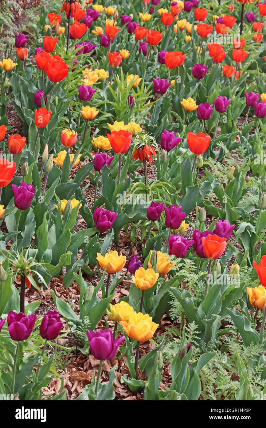 Spring garden display hi-res stock photography and images - Alamy