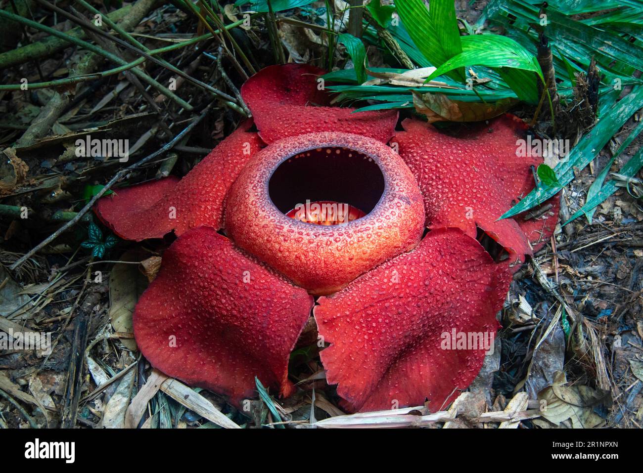 Rafflesia, one of the biggest flowers in the world Stock Photo - Alamy