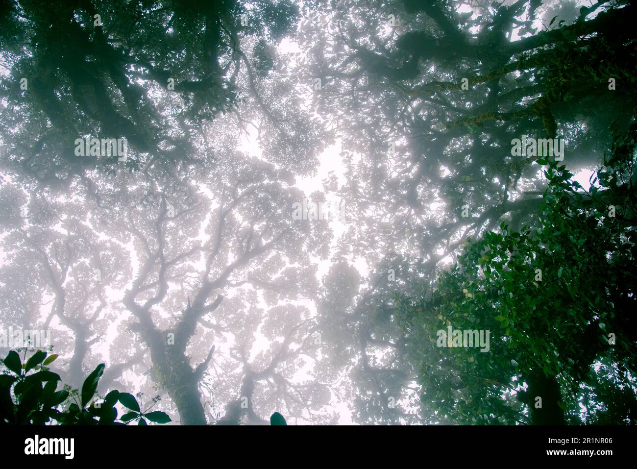 Mossy forest cameron highlands hi-res stock photography and images - Alamy