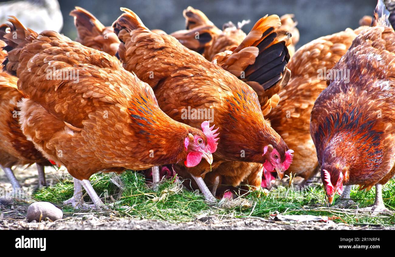Chickens on traditional free range poultry farm Stock Photo - Alamy
