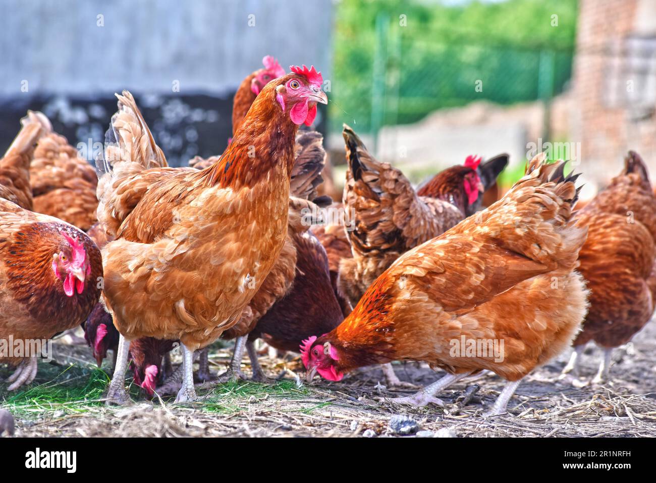 Chickens on traditional free range poultry farm Stock Photo - Alamy