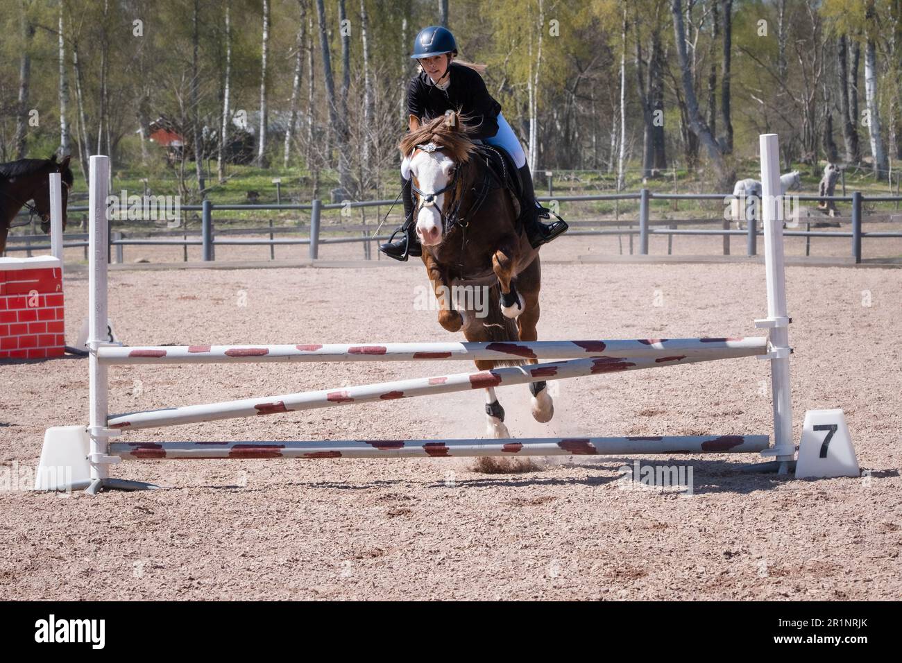 SHOW JUMPING, LOCAL EVENT, ACTION: A local Invitational Show Jumping ...