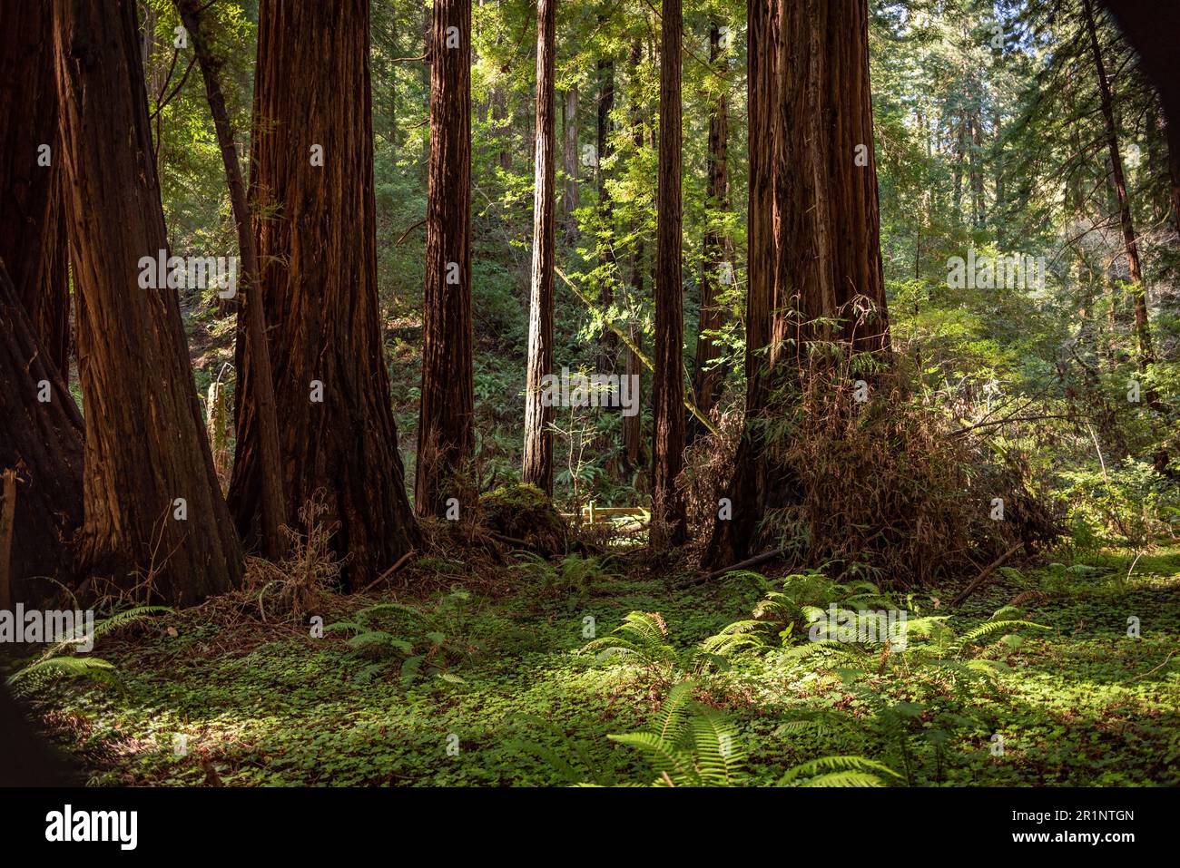 Natural monument sequoia trees hi-res stock photography and images - Alamy