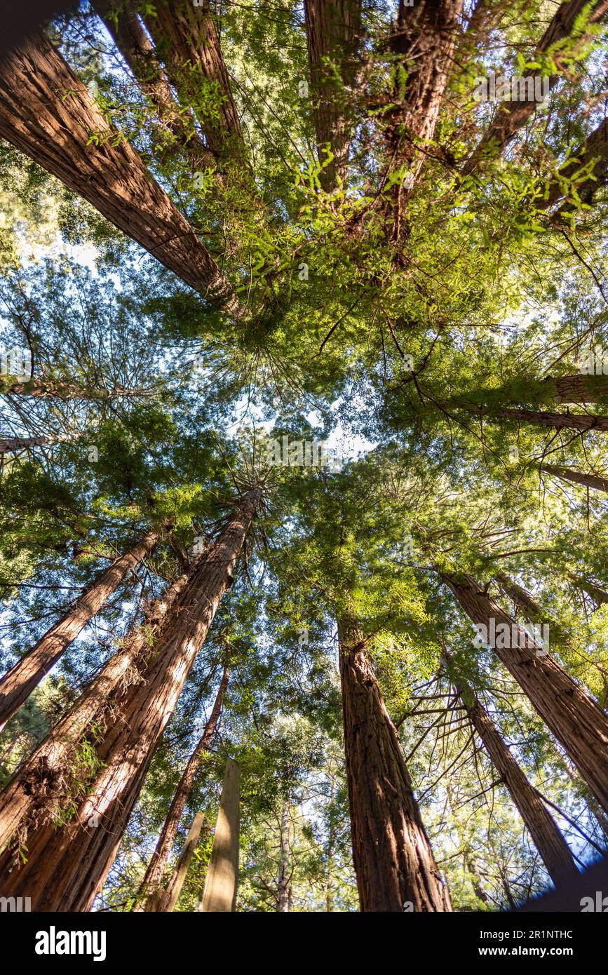 Redwood trees in muir woods hi-res stock photography and images - Alamy