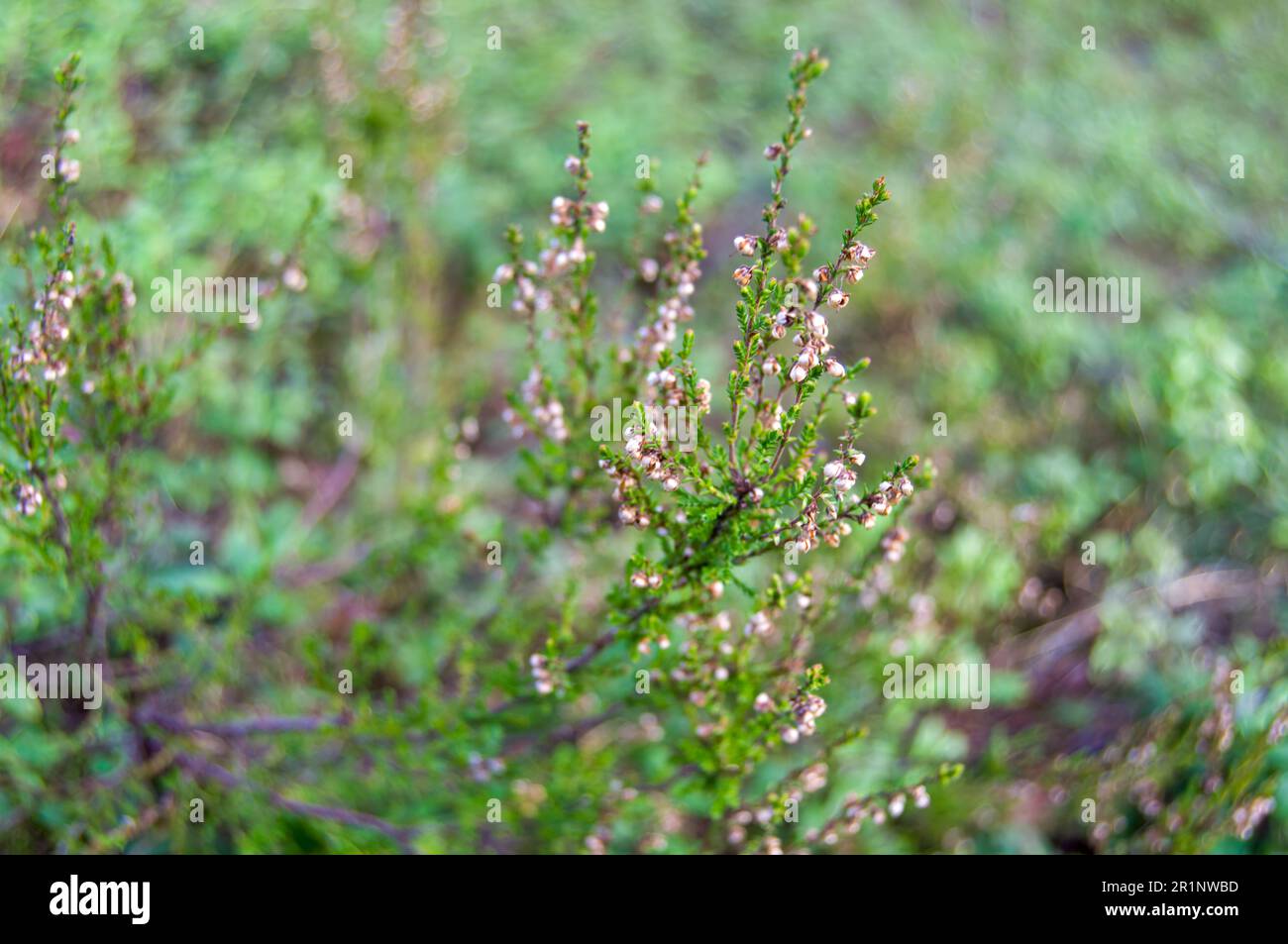 Blooming blueberry shrubs in the middle of the forest at spring time ...