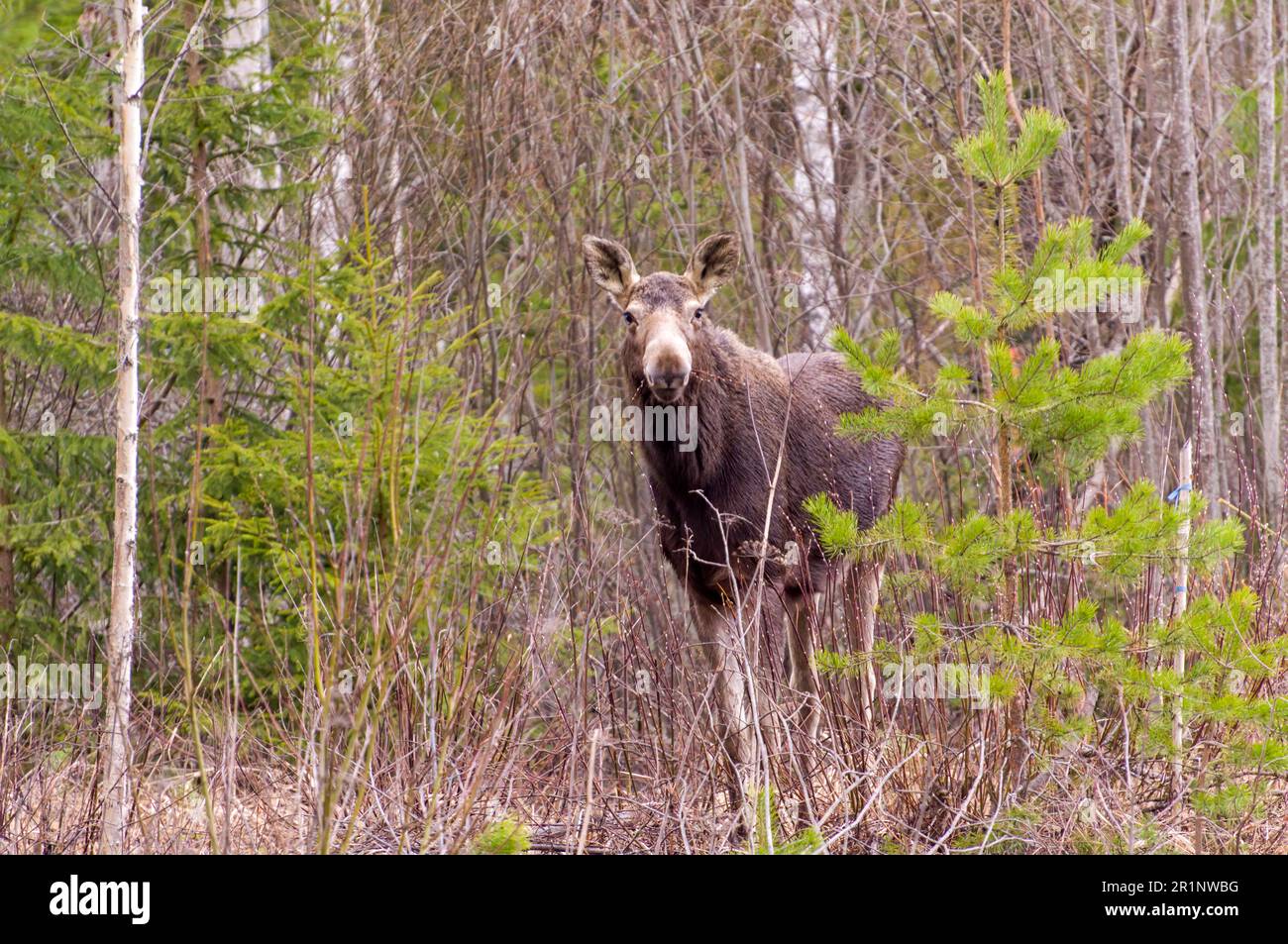 Female moose hi-res stock photography and images - Alamy
