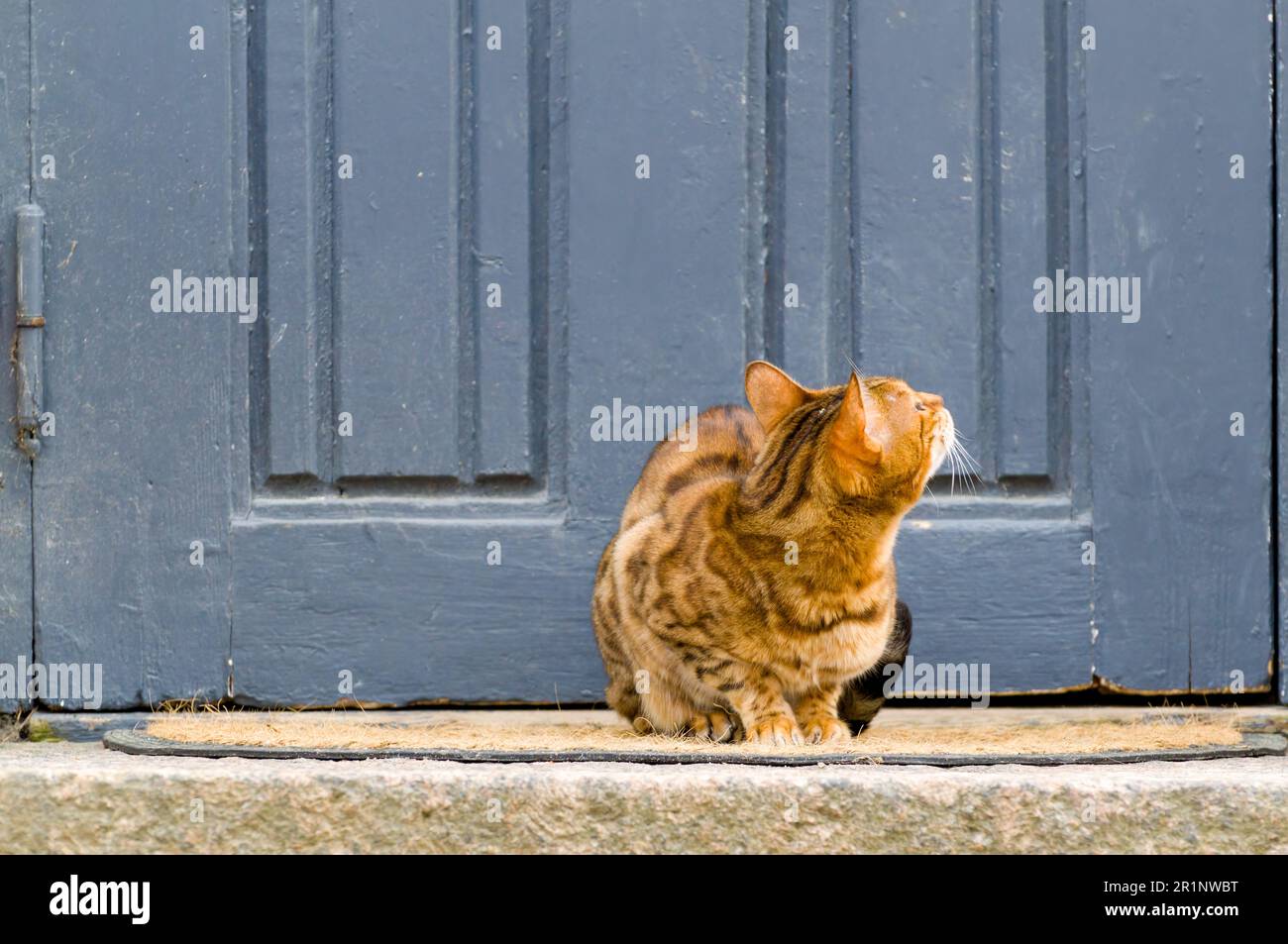 Beautiful bengal cat relaxing at blue colored front door. Thick spotted ...