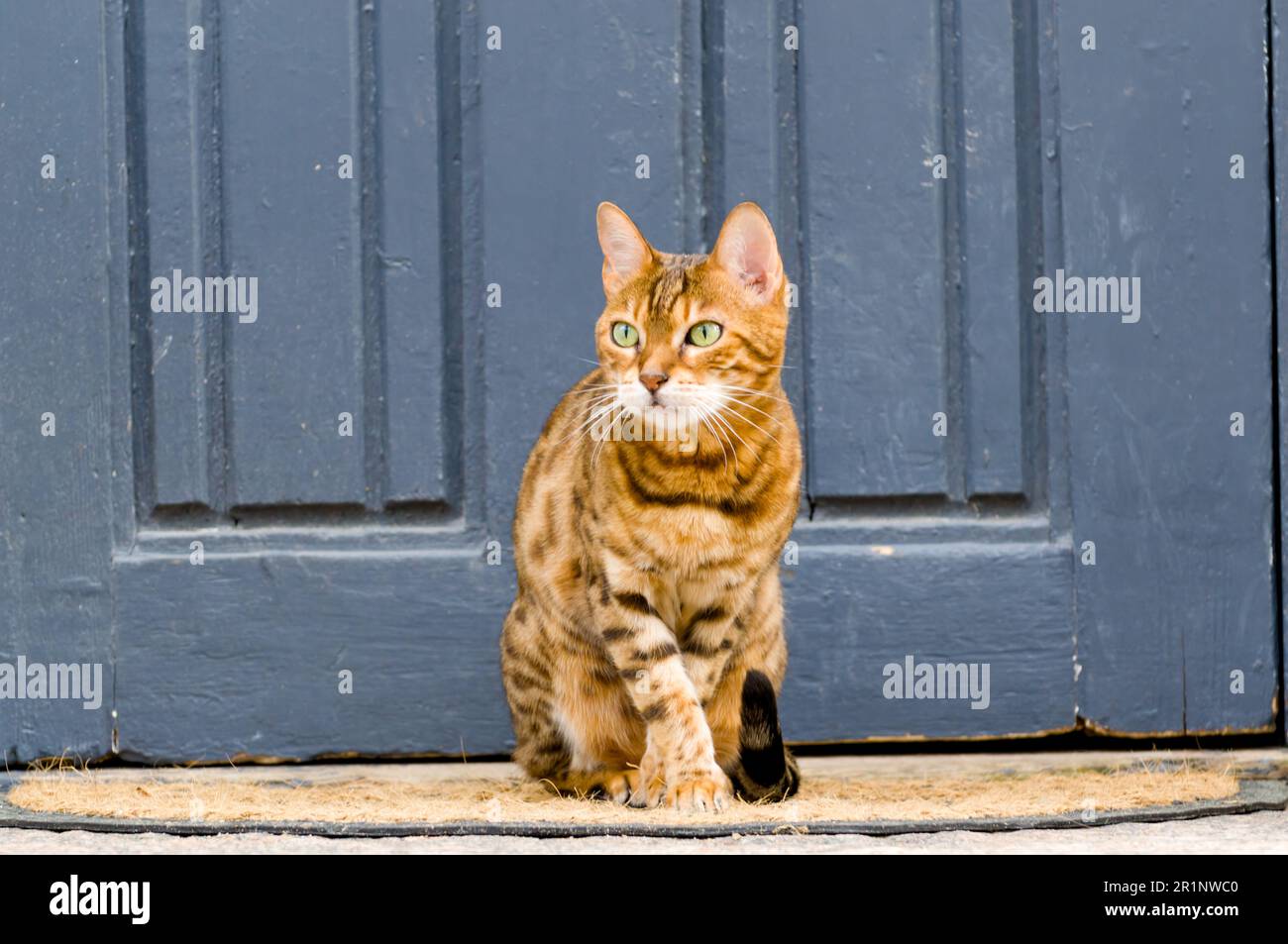 Beautiful bengal cat sitting at blue colored front door. Thick spotted ...