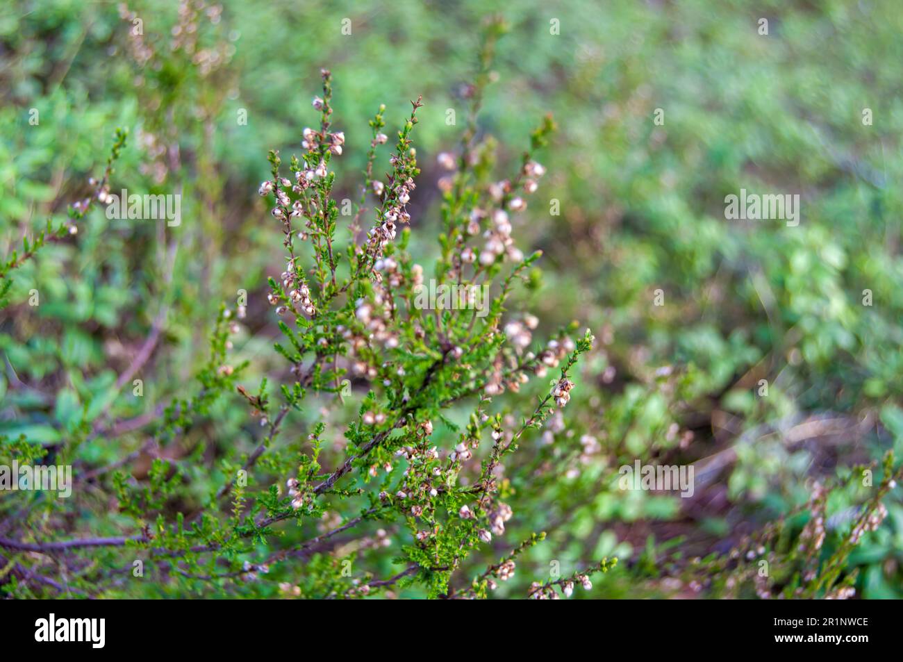 Blooming blueberry shrubs in the middle of the forest at spring time ...