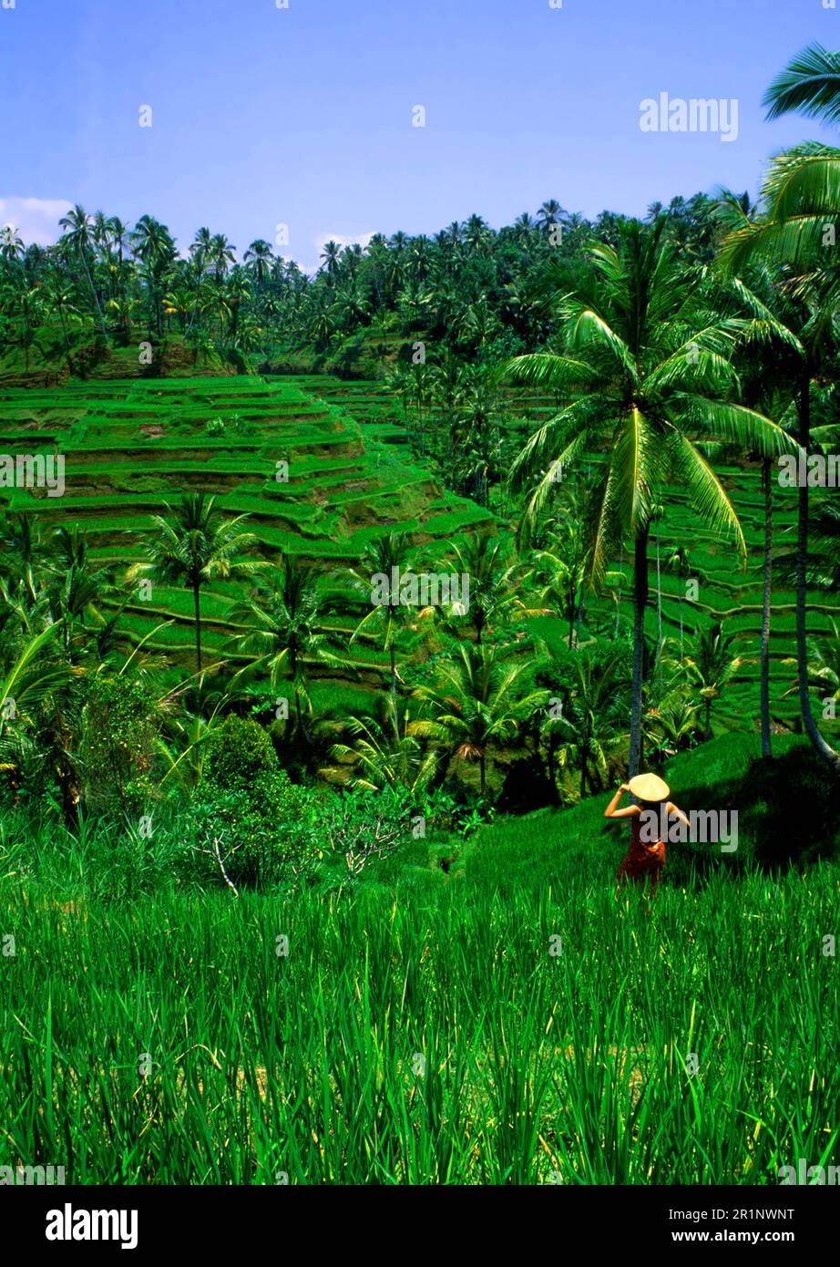 Layered rice fields in Bali Rich green color Stock Photo - Alamy