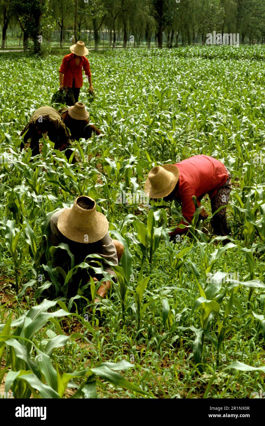 Farmers tending their crops in the field of near Beijing China Stock ...