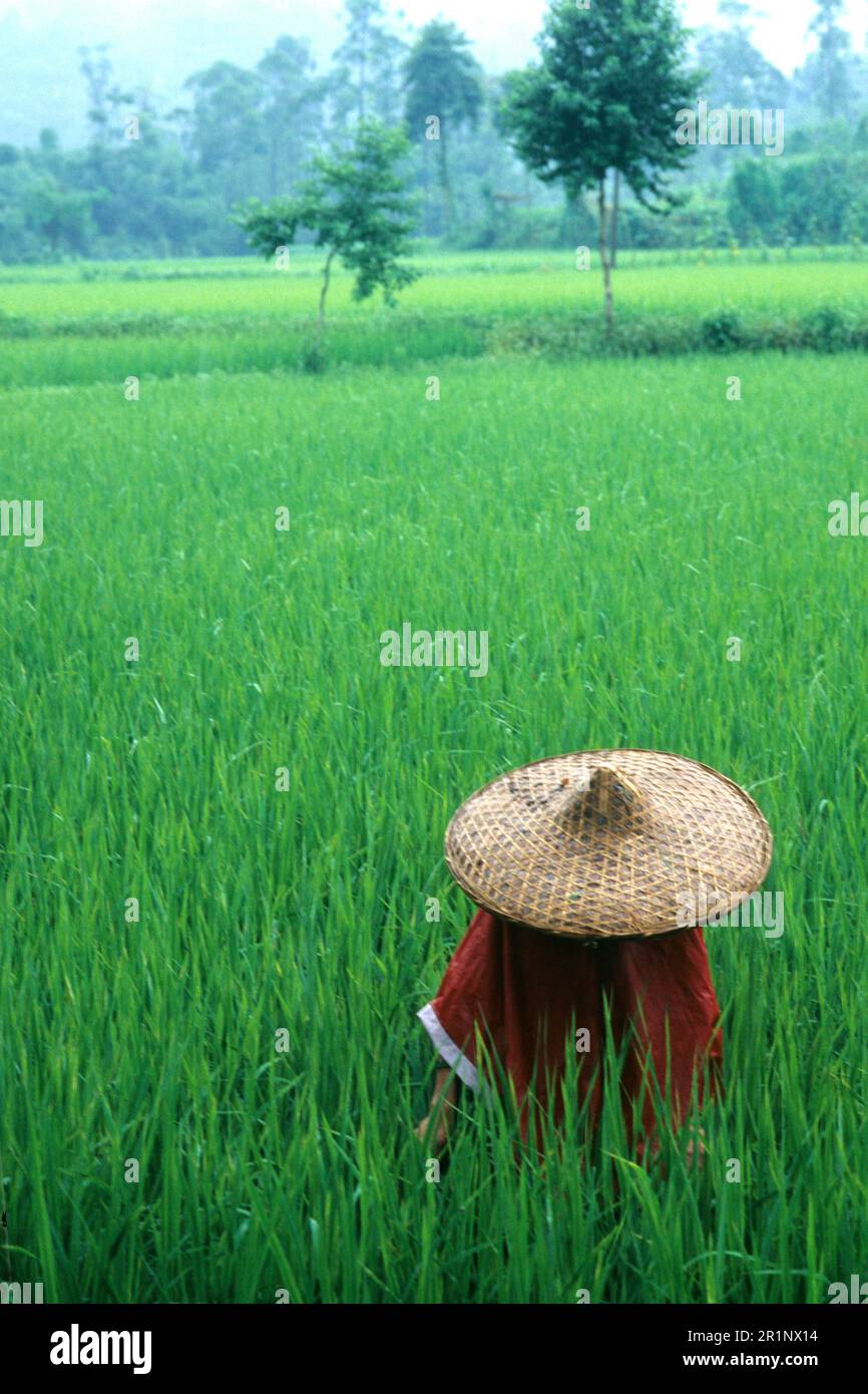Yangtze river, farmer rice hi-res stock photography and images - Alamy