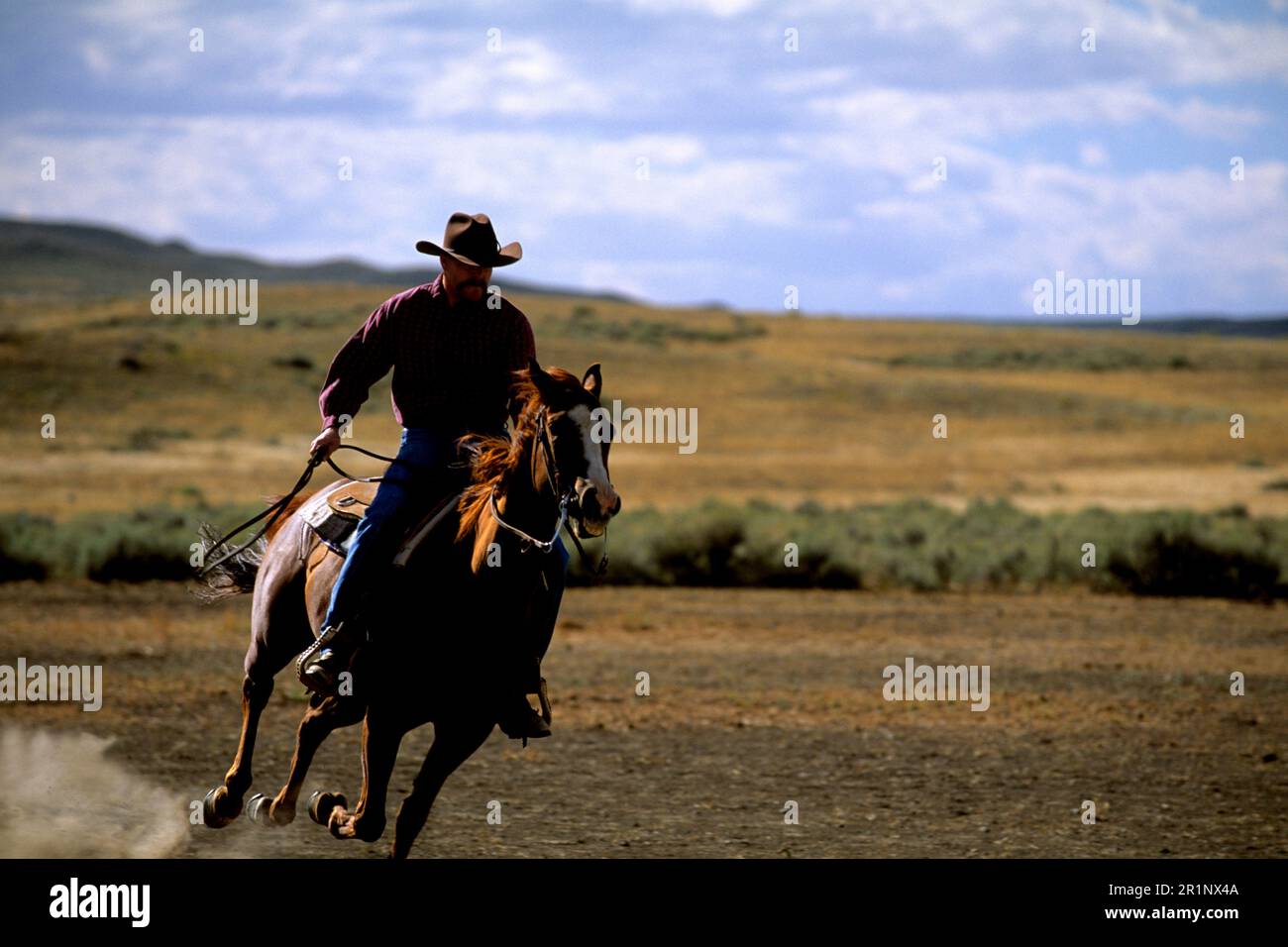 Cowboy riding horse on the dusty prairie of Billings Montana Stock ...
