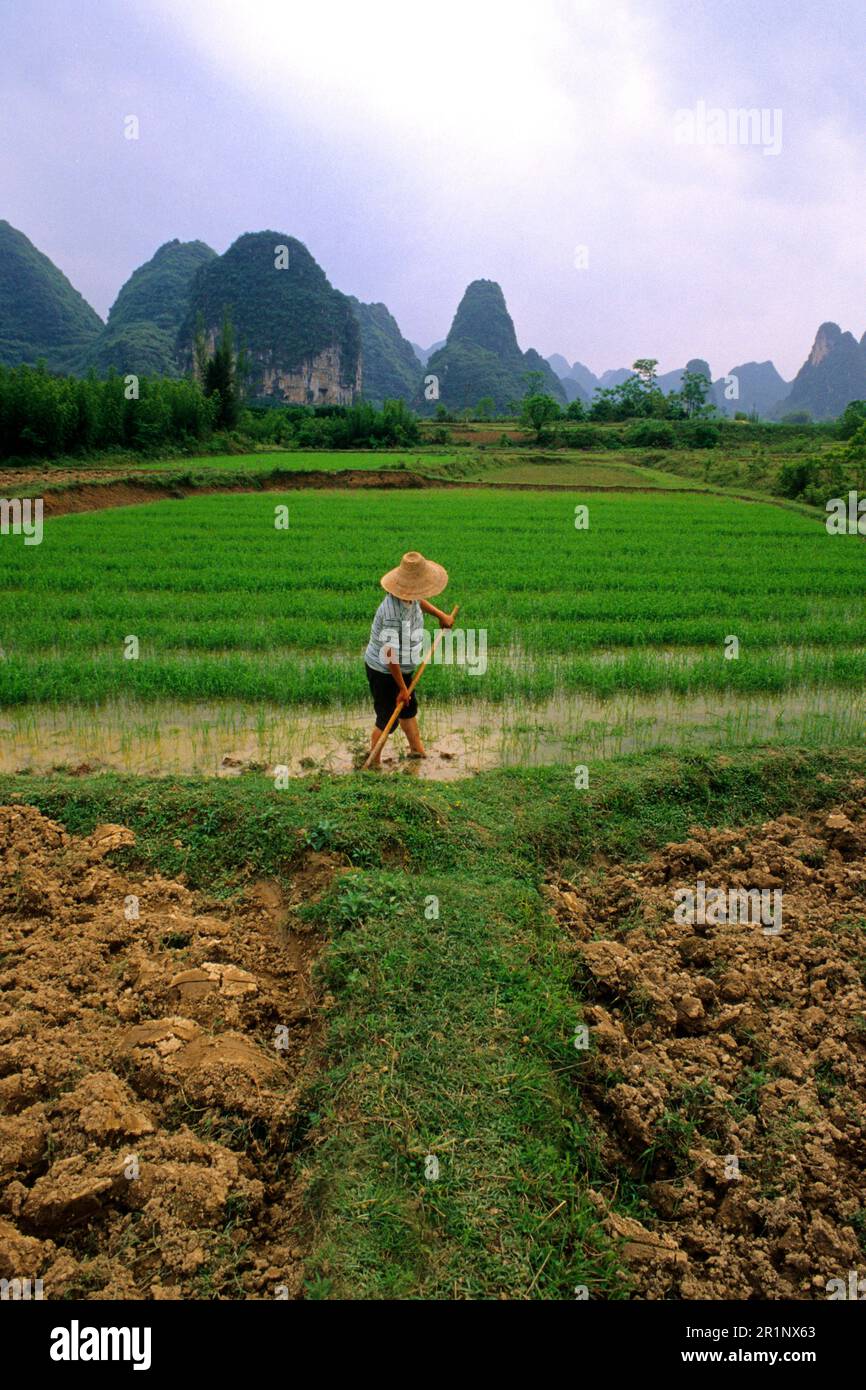 Farmer in rice fields in Southern China Guilin and Yangshou Stock Photo ...