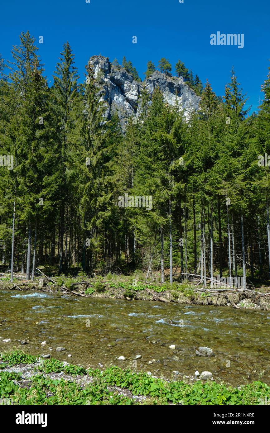 Beautiful spring panorama over river to snowy Witow, Tatra mountains ...