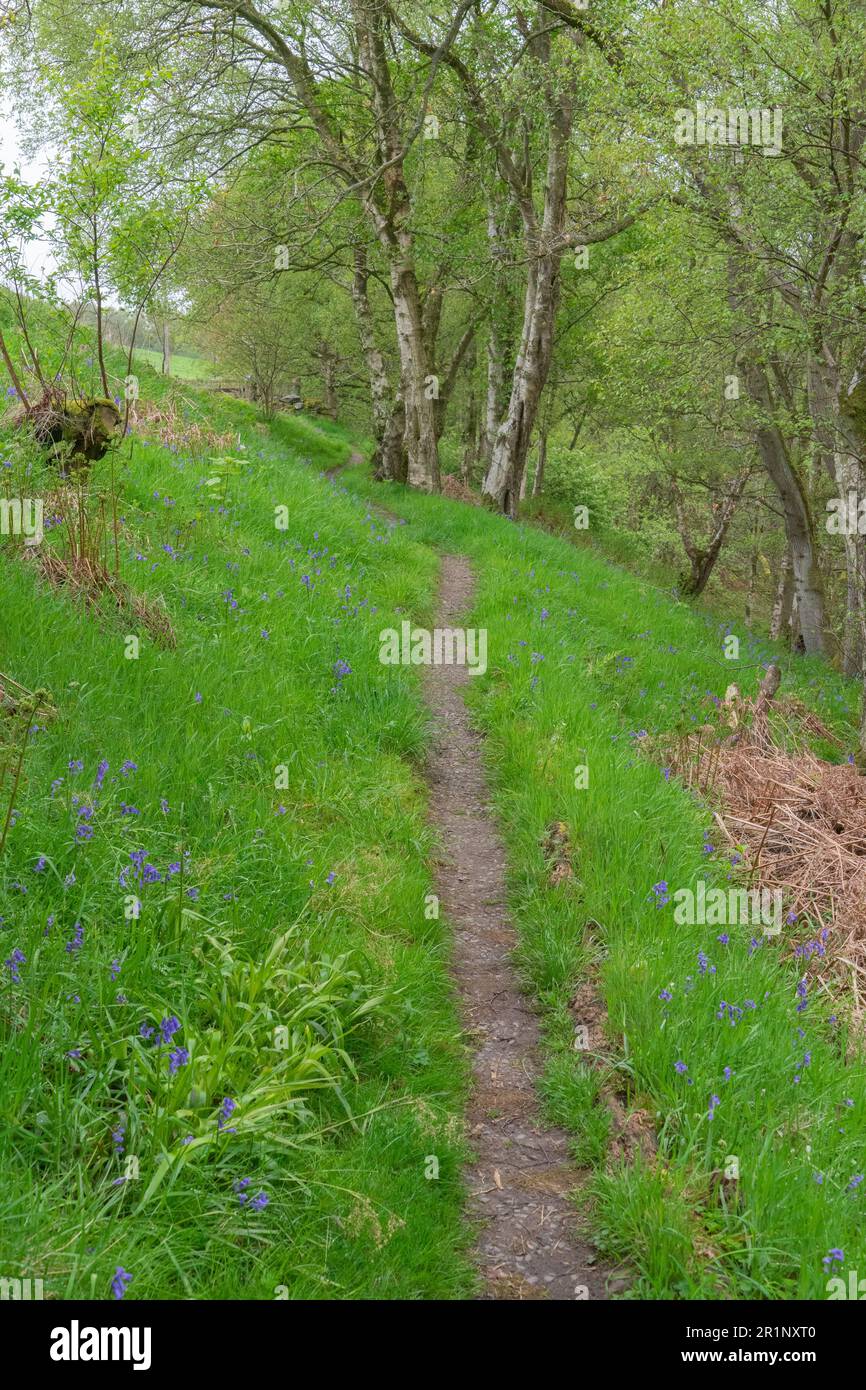 Spring path uk hi-res stock photography and images - Alamy