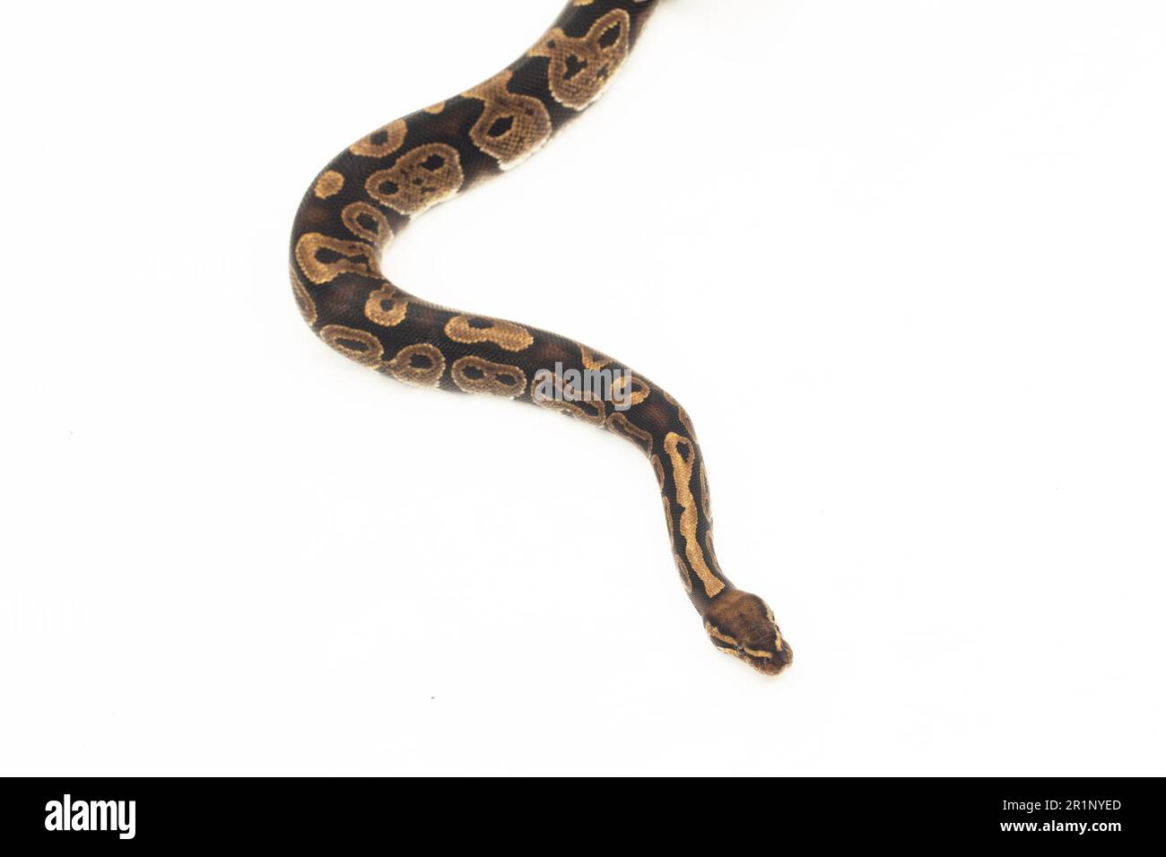 ball python, Python regius snake isolated on white background Stock ...
