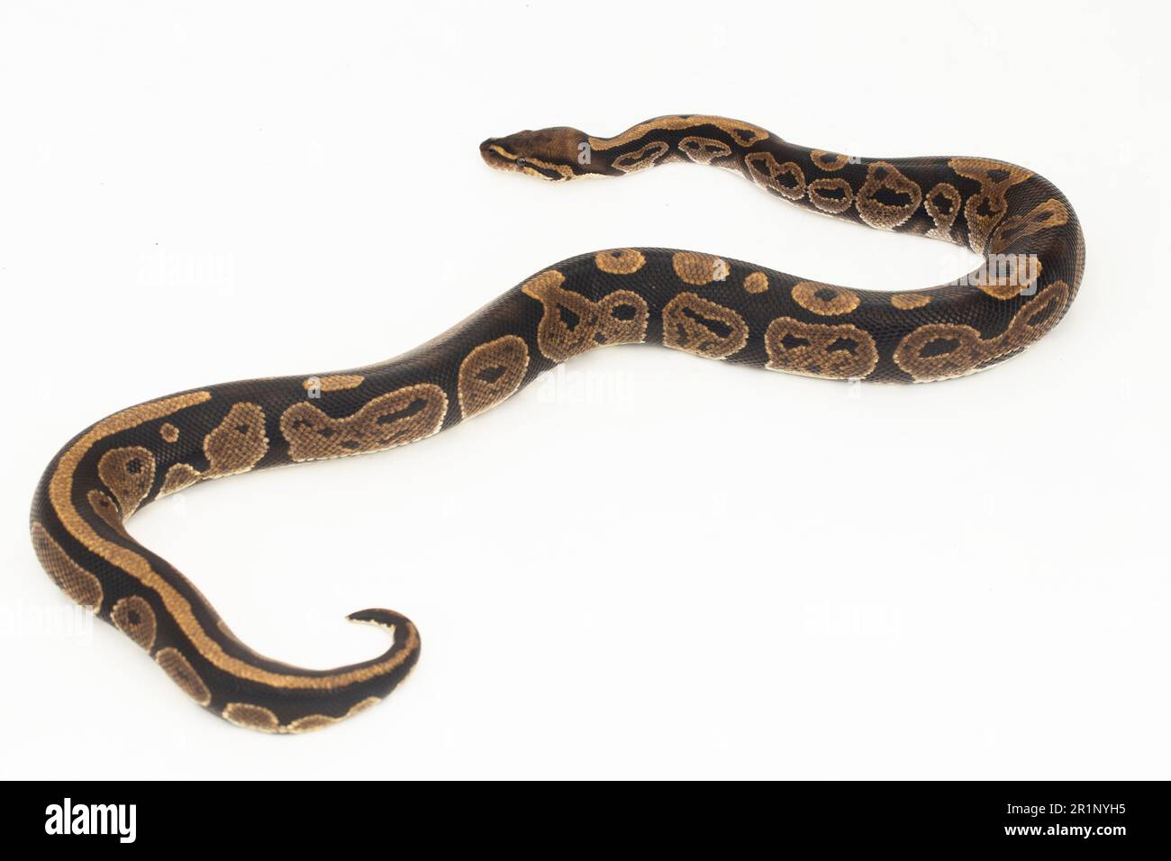 ball python, Python regius snake isolated on white background Stock ...