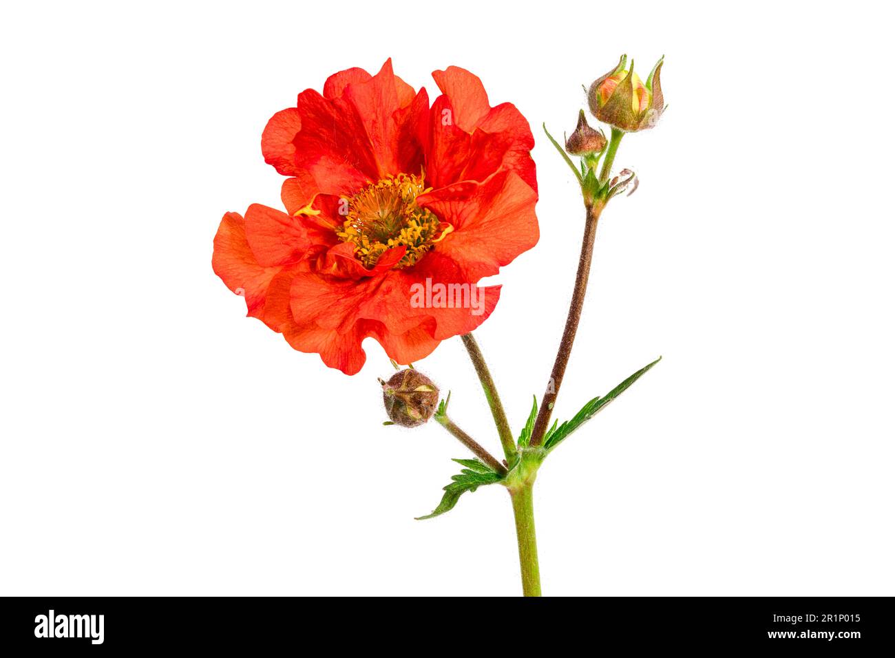Beautiful red Geum flower photographed against a plain white background ...
