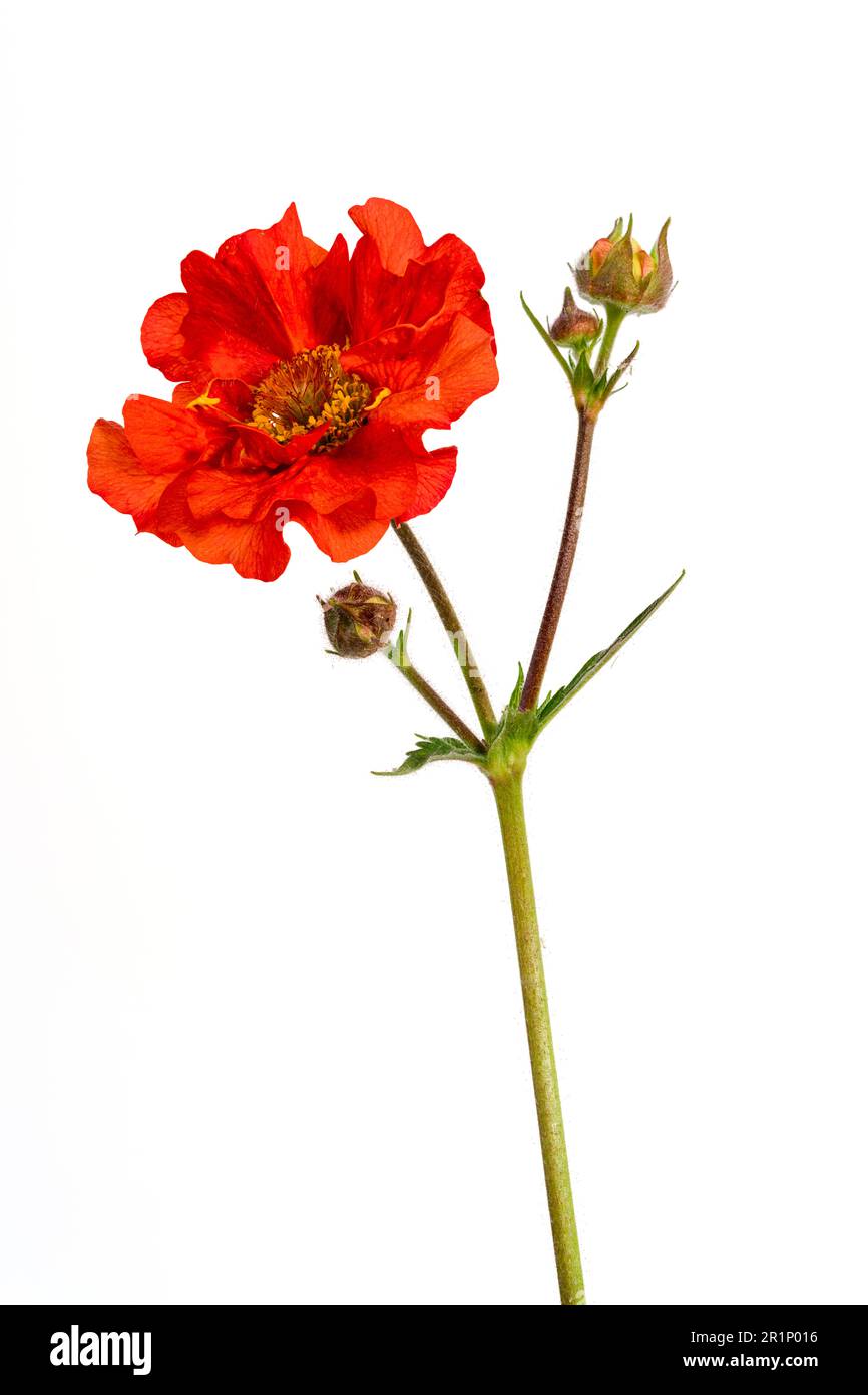 Beautiful red Geum flower photographed against a plain white background ...