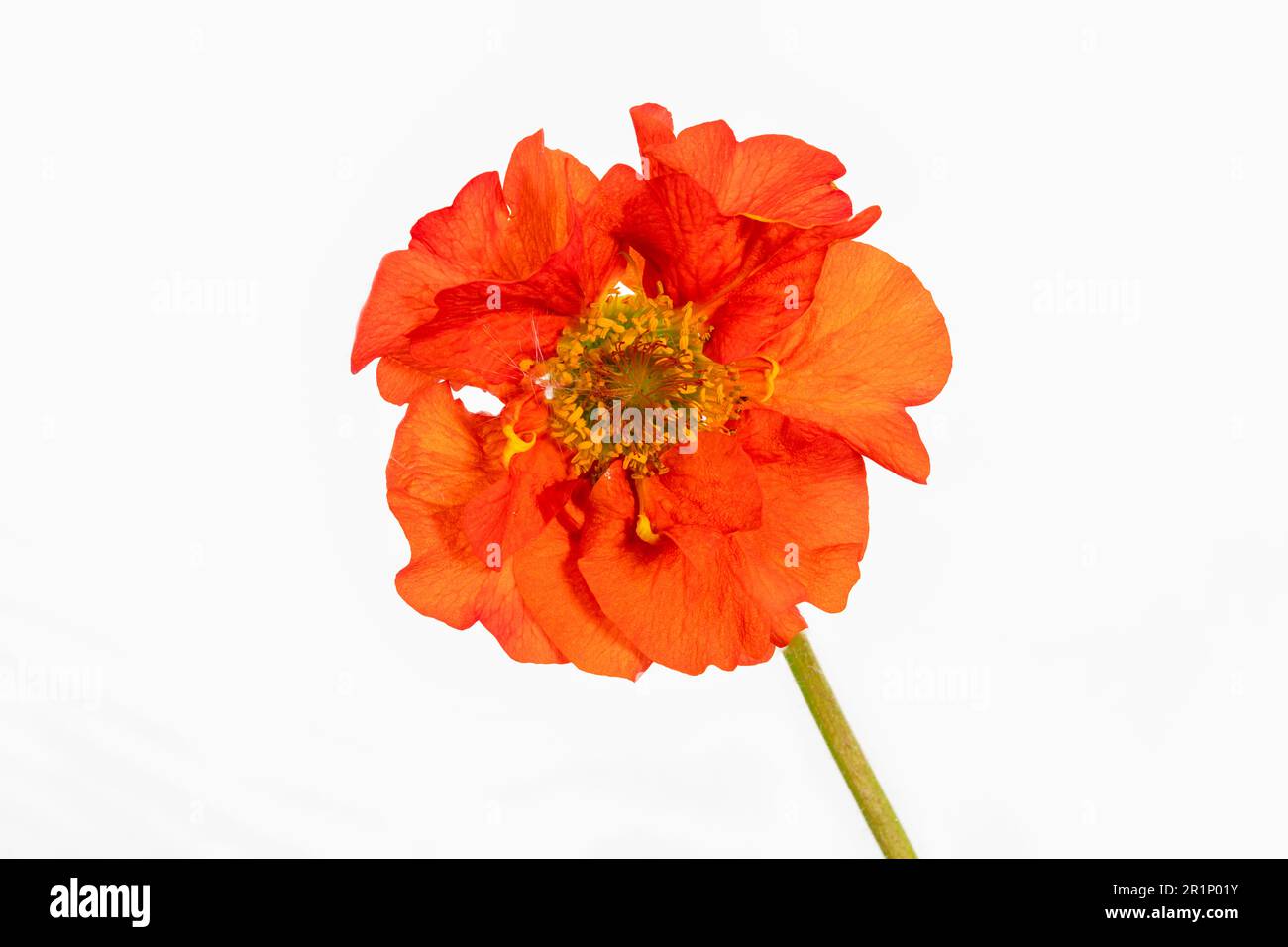 Beautiful red Geum flower photographed against a plain white background ...