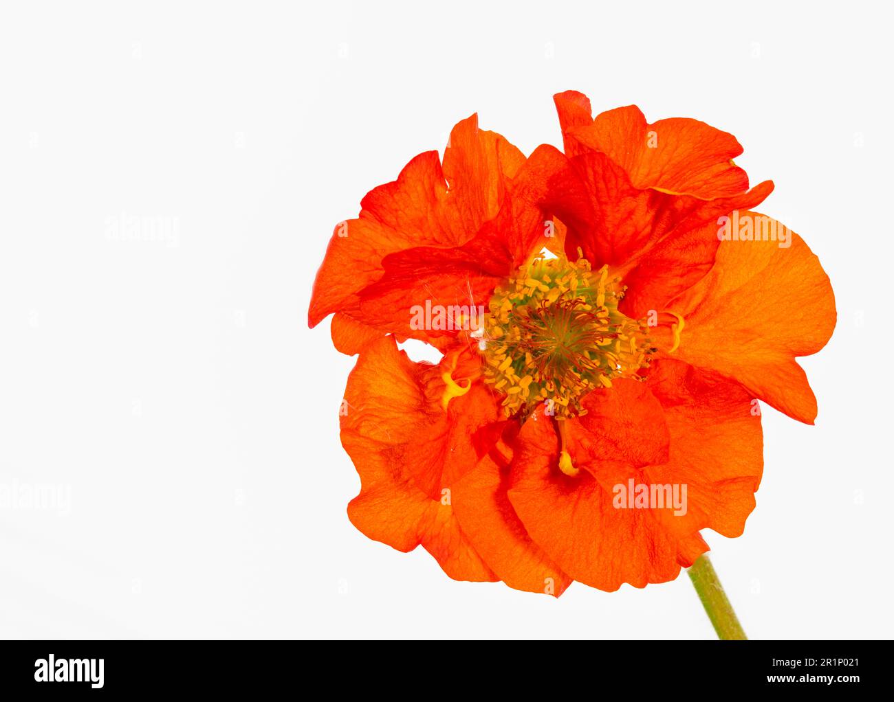 Beautiful red Geum flower photographed against a plain white background ...