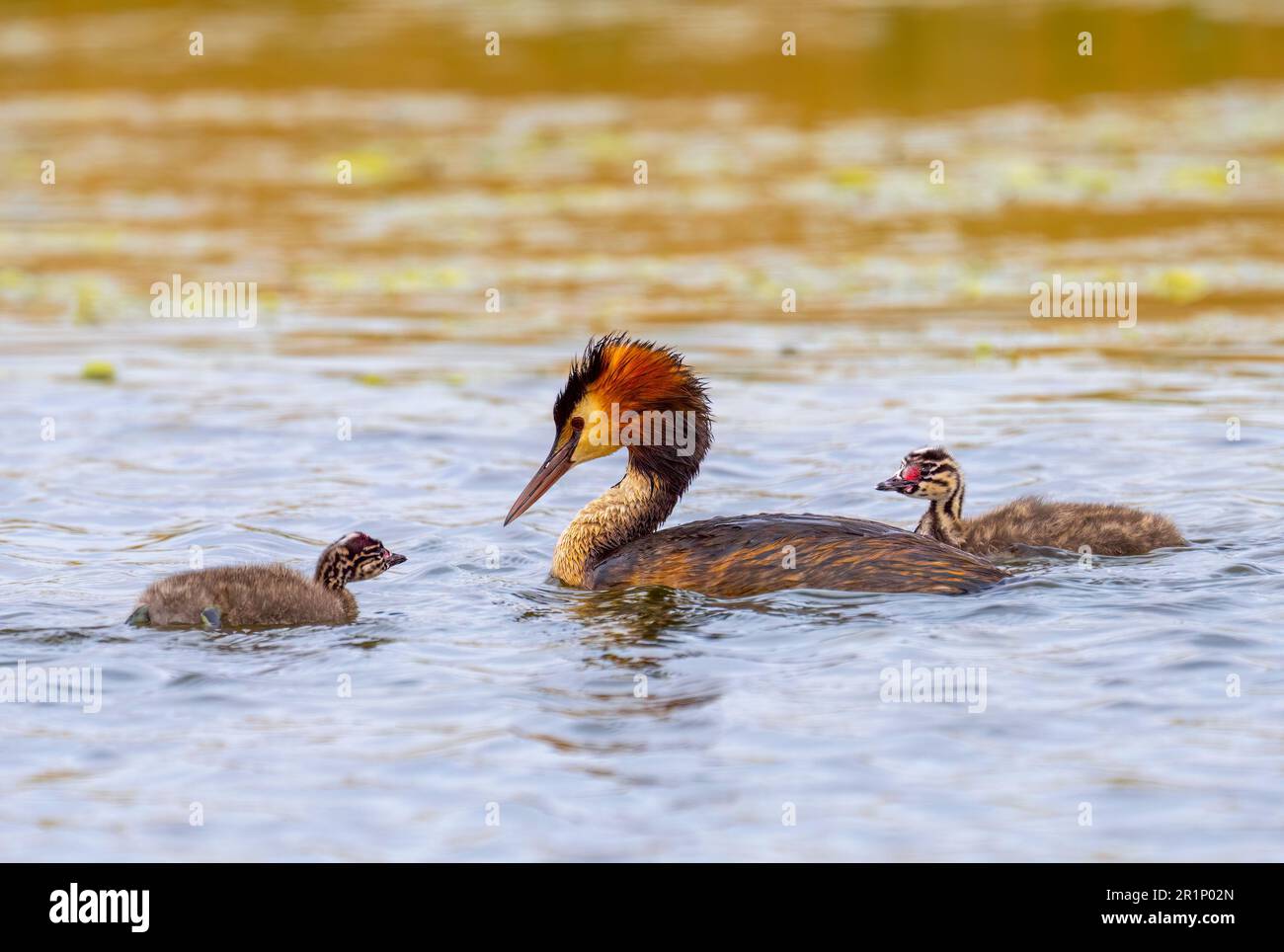 An elegant Great Crested Grebe, (Podiceps cristatus), with two chicks ...
