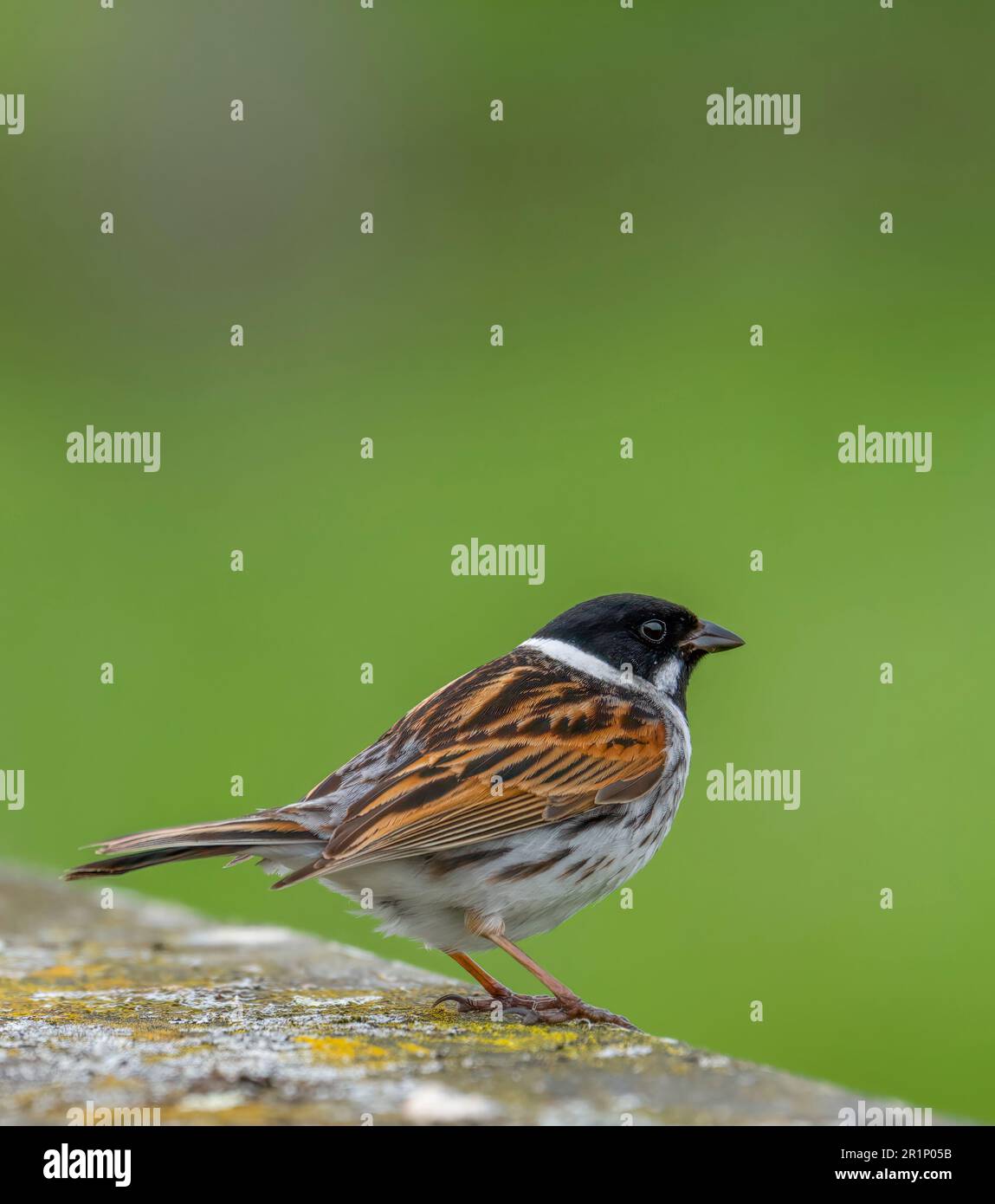 A male Reed Bunting, (Emberiza schoeniclus), against a background of ...