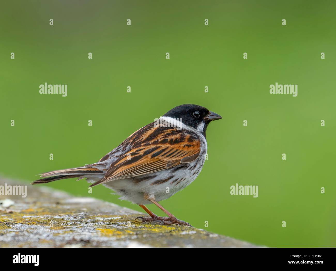 A male Reed Bunting, (Emberiza schoeniclus), against a background of ...
