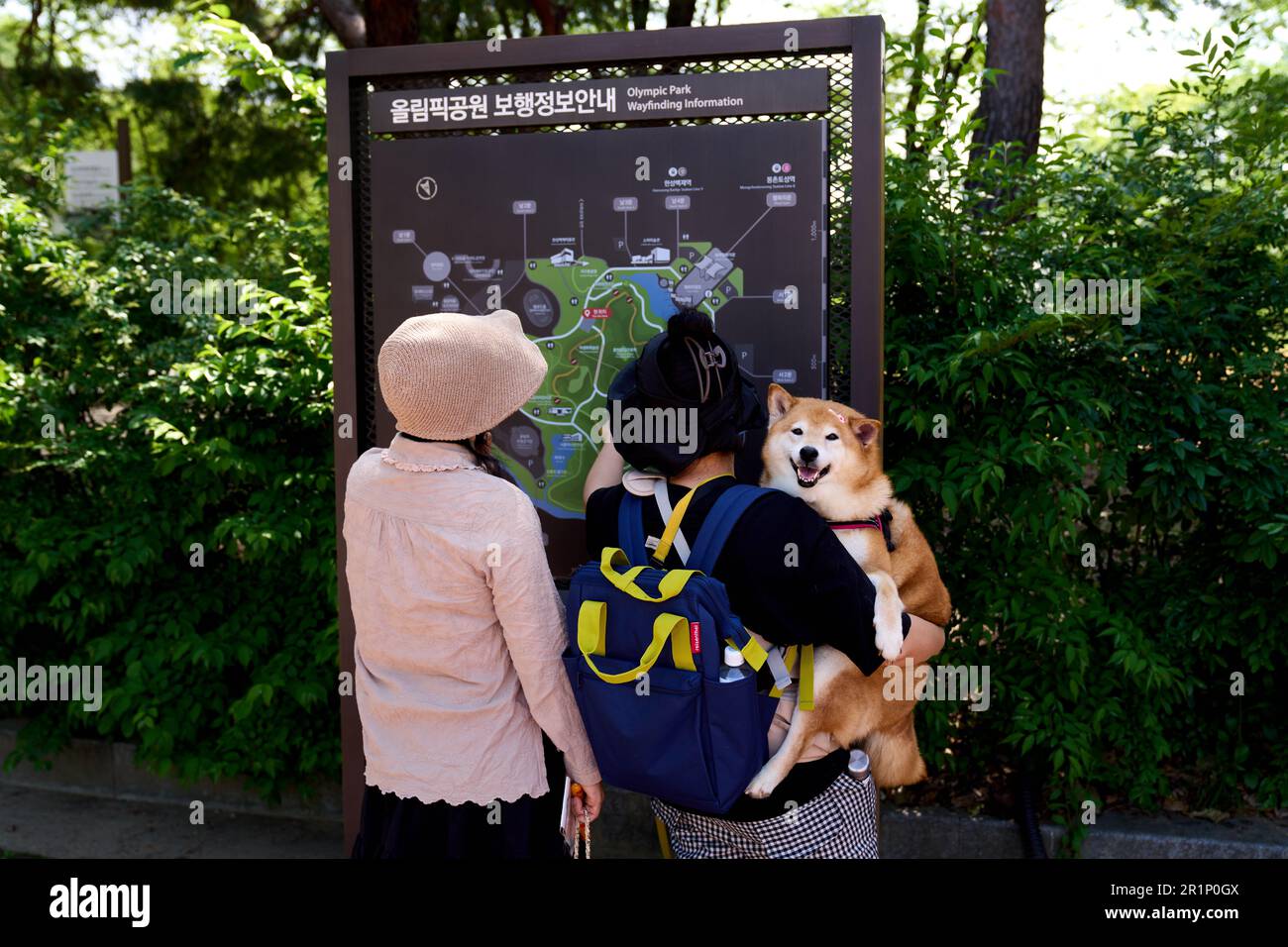 A Shiba Inu dog is carried as visitors to the Olympic park study a map ...