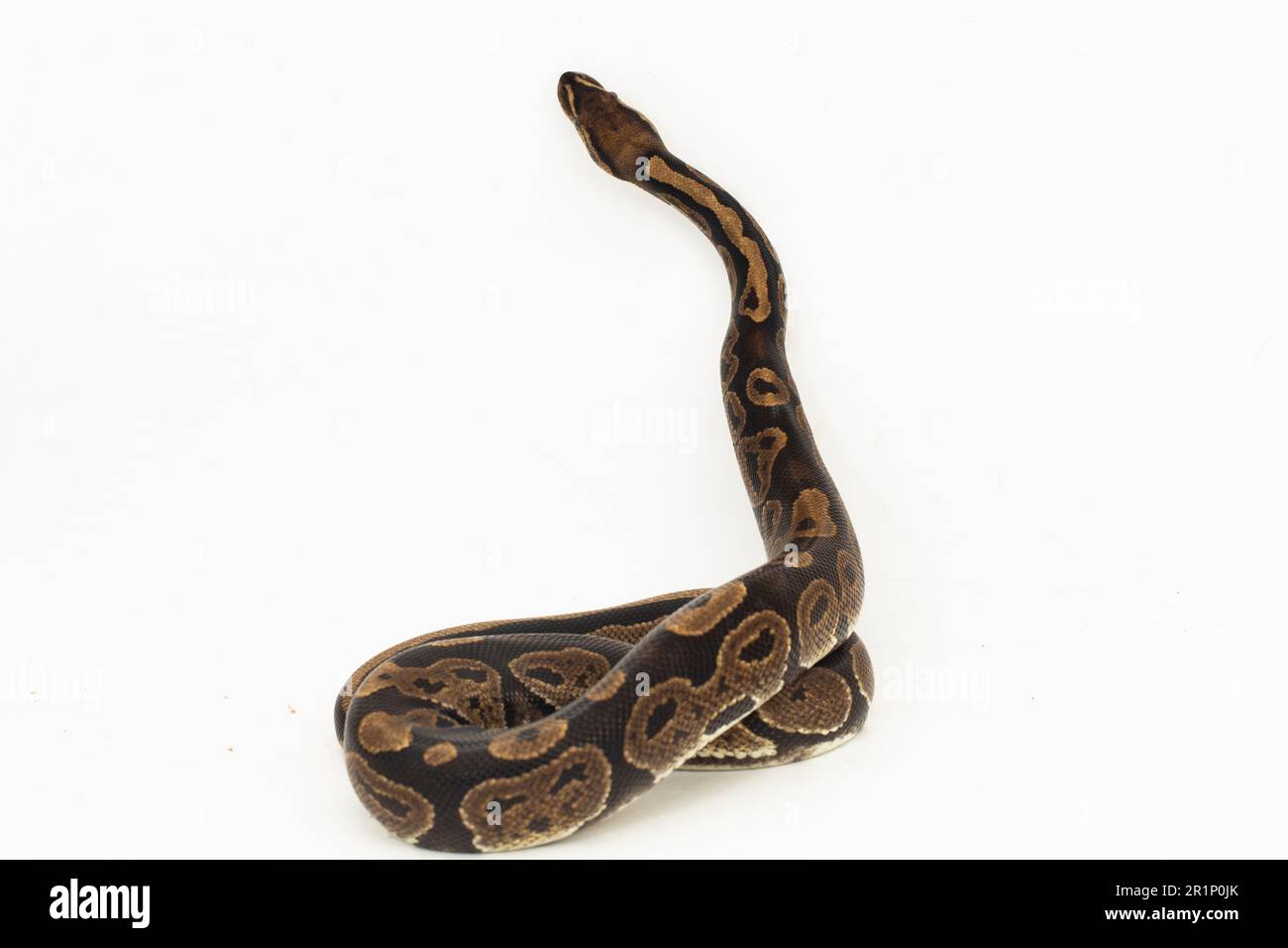 ball python, Python regius snake isolated on white background Stock ...
