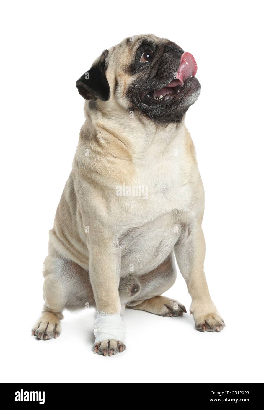 Cute pug dog with paw wrapped in medical bandage on white background ...