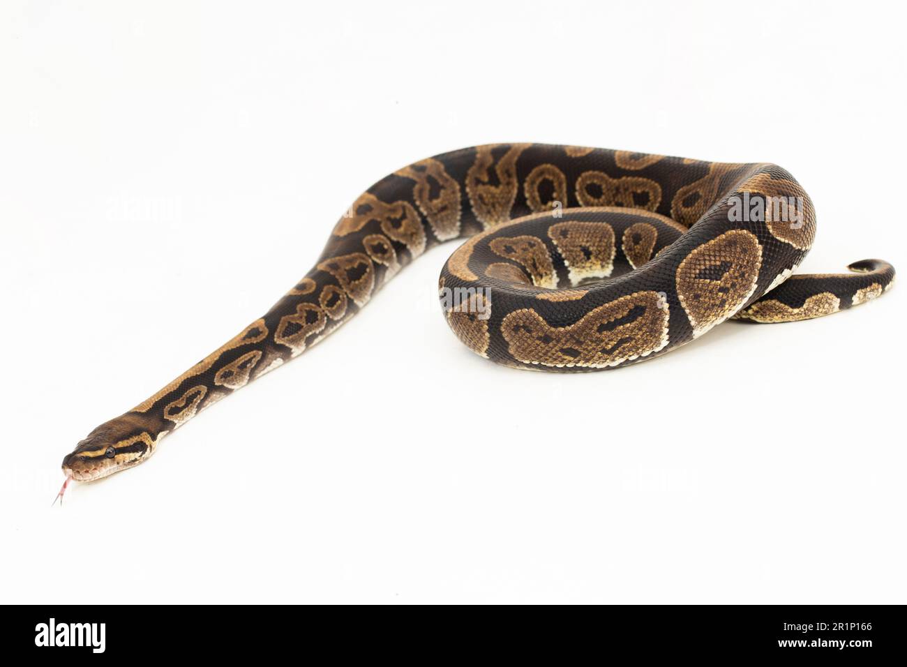 Royal phyton hi-res stock photography and images - Alamy