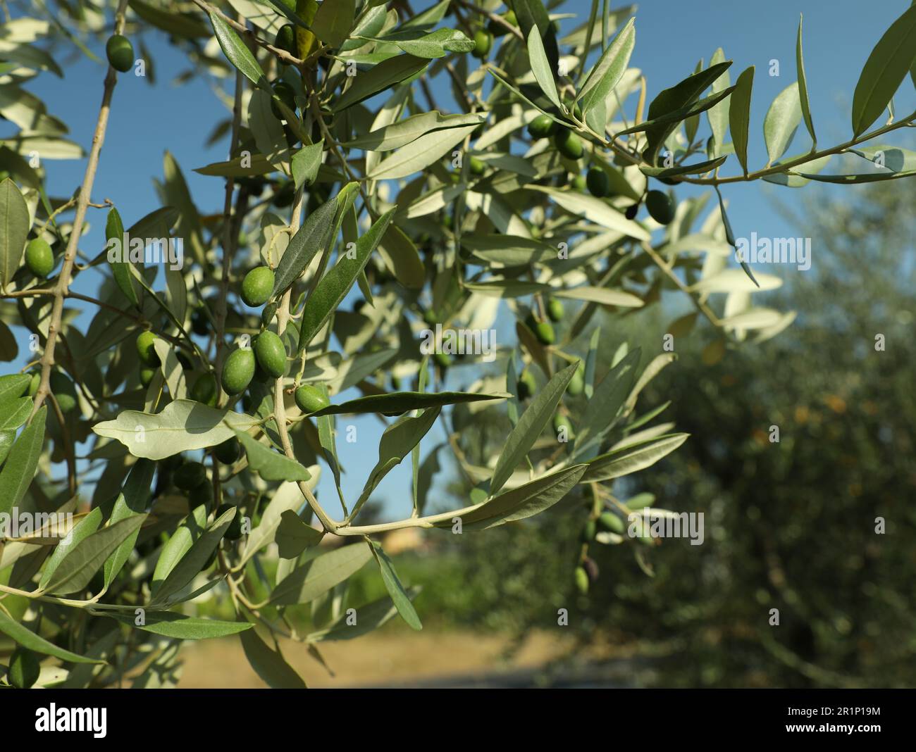 Olive fruits growing on hi-res stock photography and images - Alamy