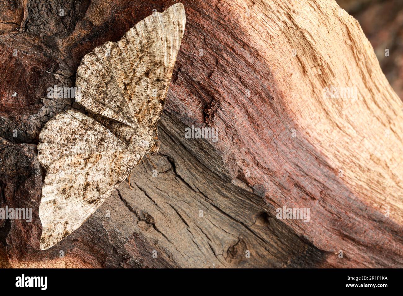 Mottled beauty alcis repandata hi-res stock photography and images - Alamy