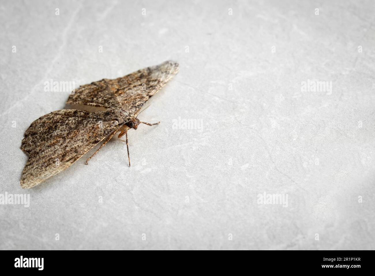 Alcis repandata moth on white surface, closeup. Space for text Stock ...