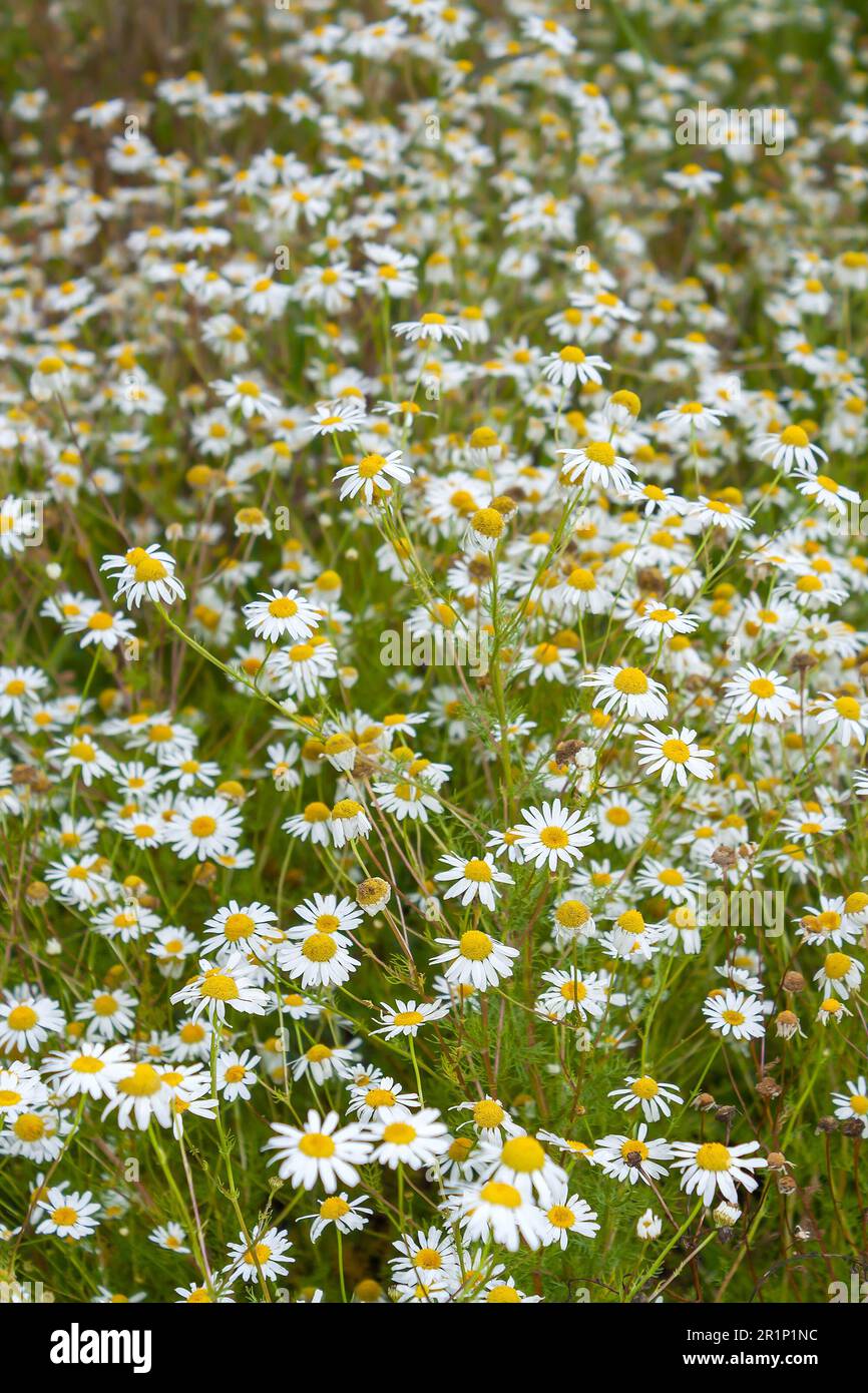 Thickets of chamomile, leucanthemum superbum , in a wild meadow Stock ...