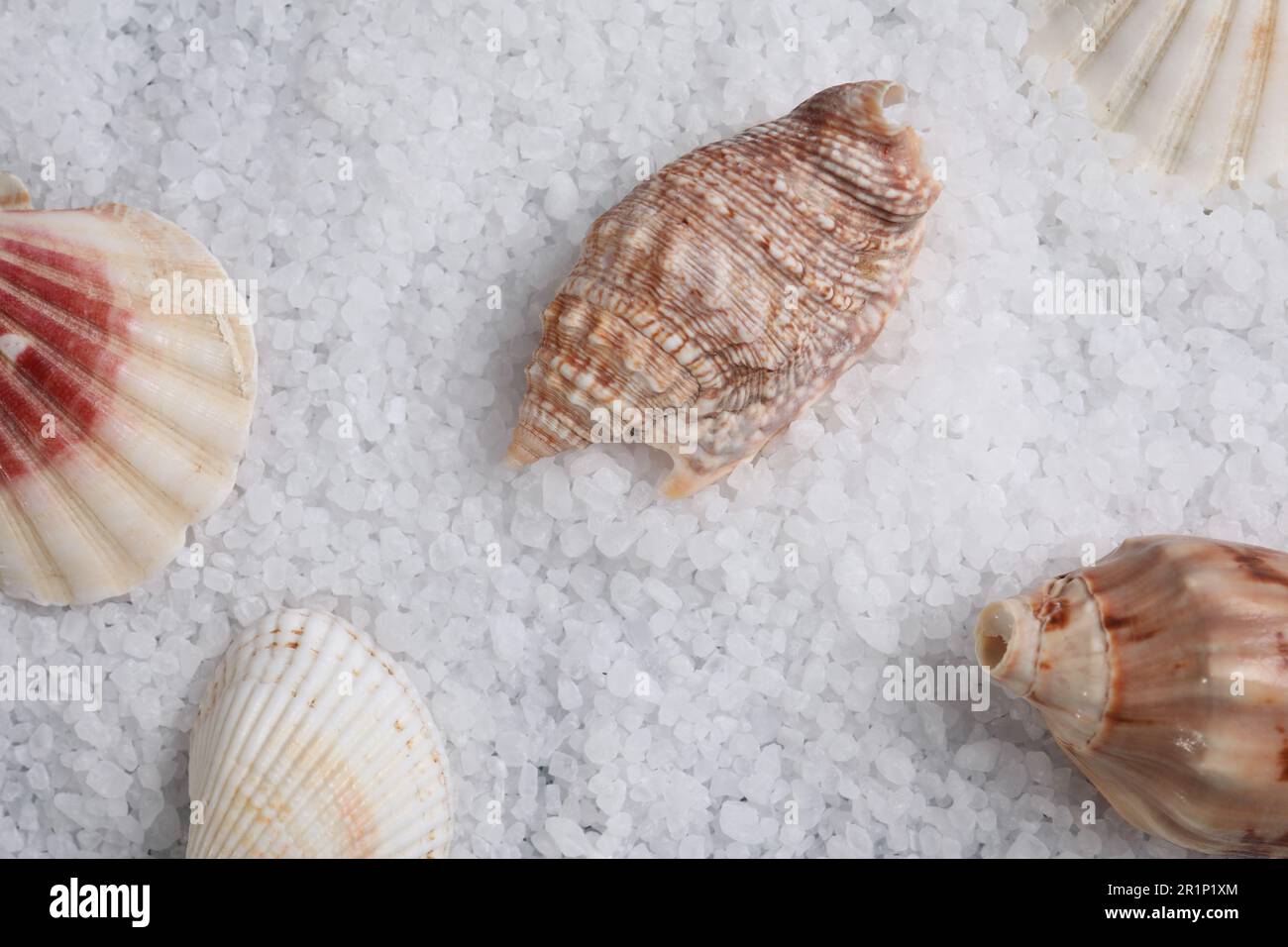 Beautiful shells hi-res stock photography and images - Alamy